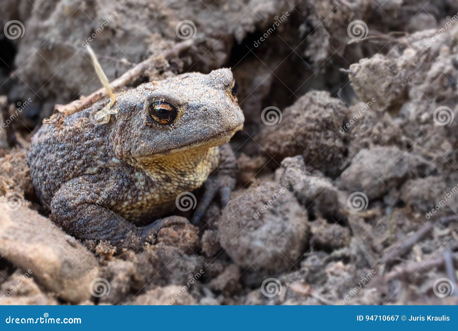 The Common Toad, European Toad Stock Image - Image of toad, environment ...