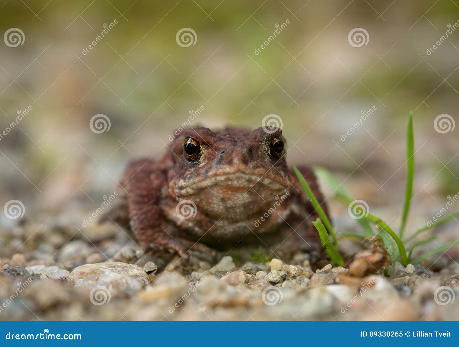 The Common Toad, European Toad Bufo Bufo, Front View Stock Image ...