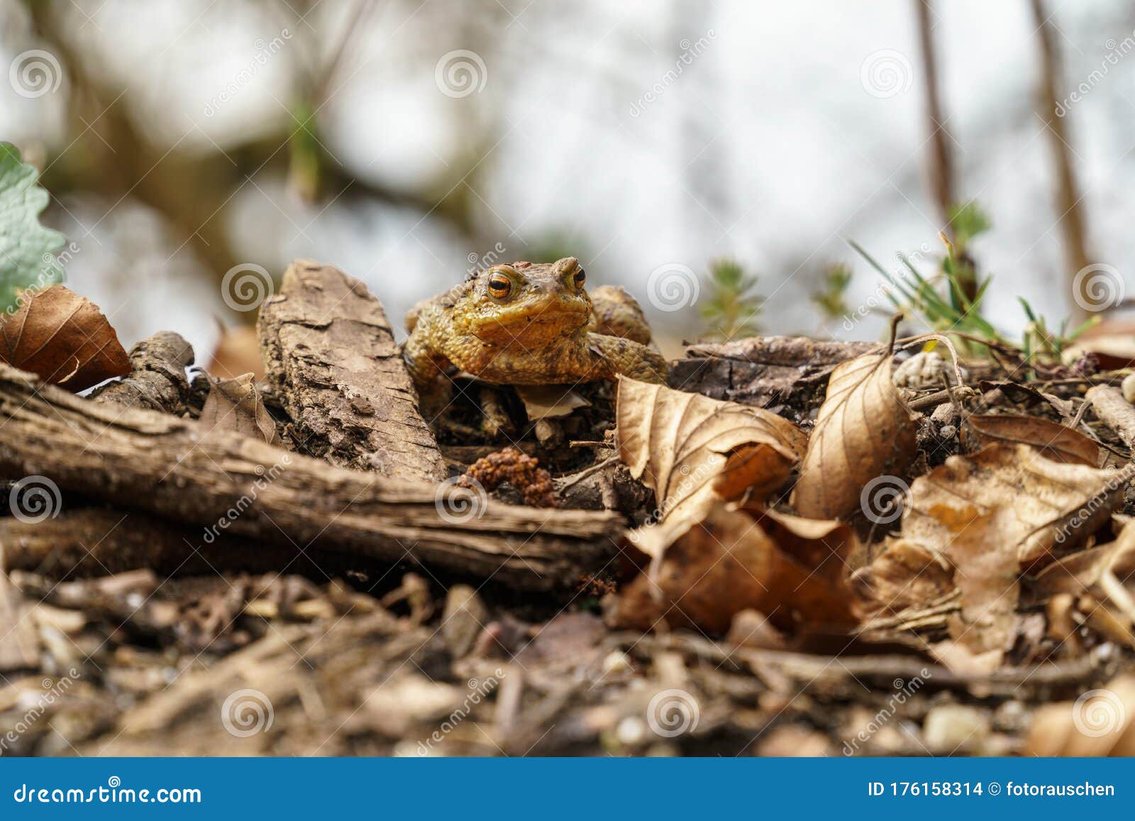 Common Toad European Toad Hiding between Brown Leaves and Twigs during ...