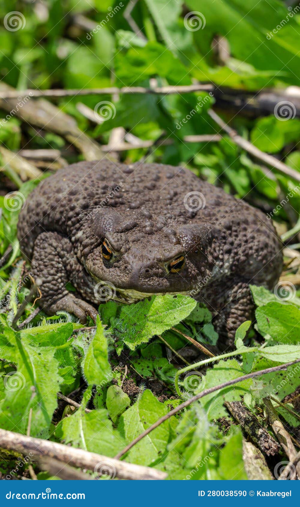 Ground Toad. an Adult Common European Toad Sits on the Ground in the ...