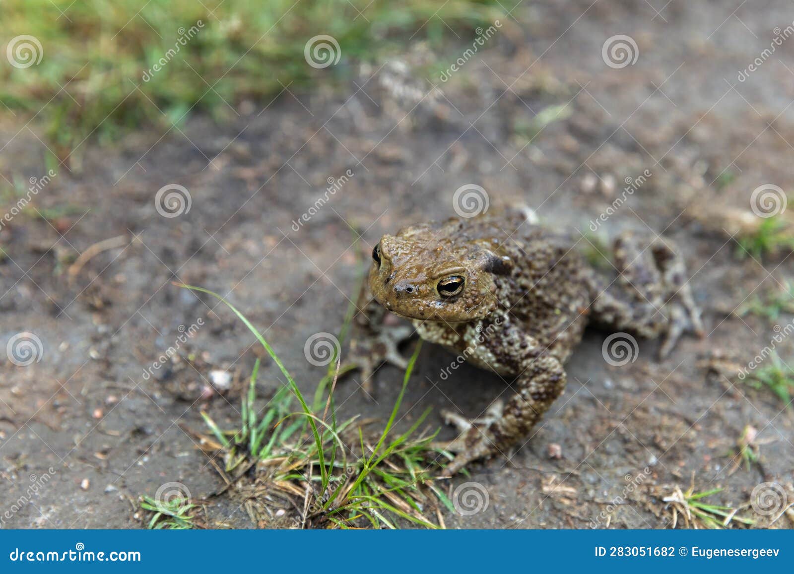 The Common Toad or European Toad is Sitting on a Dirt Stock Photo ...