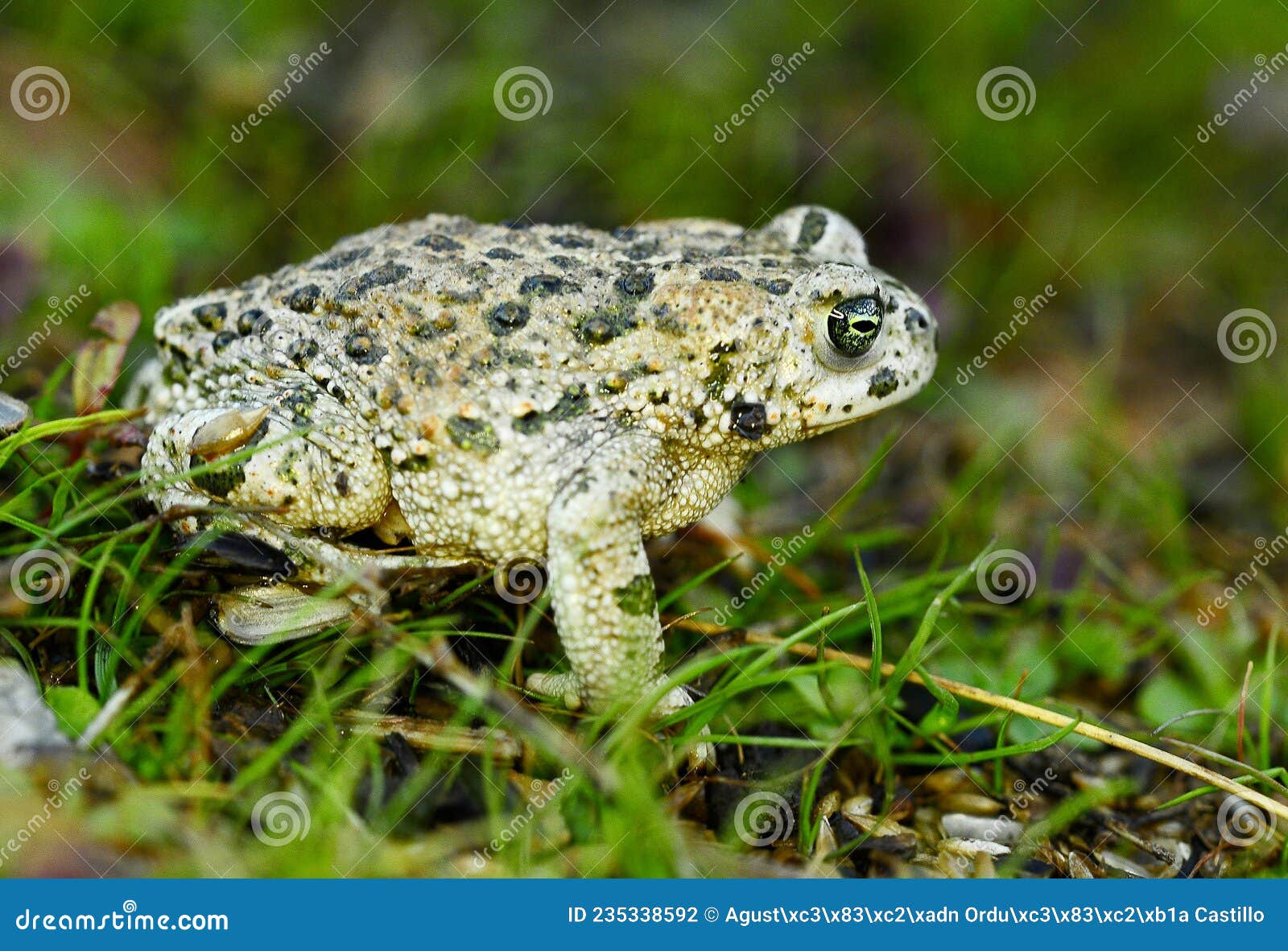 Common Toad or European Toad, a Species of Frog in the Bufonidae Family ...
