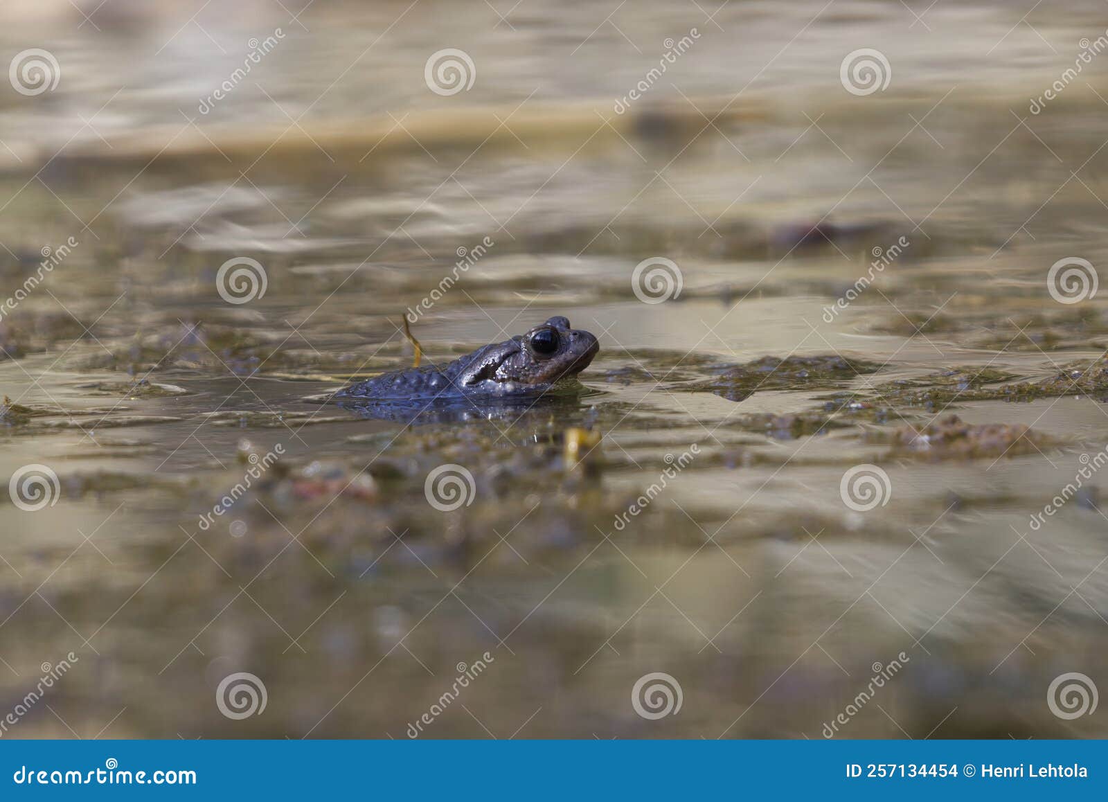 Common Toad, European Toad, or a Toad (bufo Bufo) in the Muddy Water ...