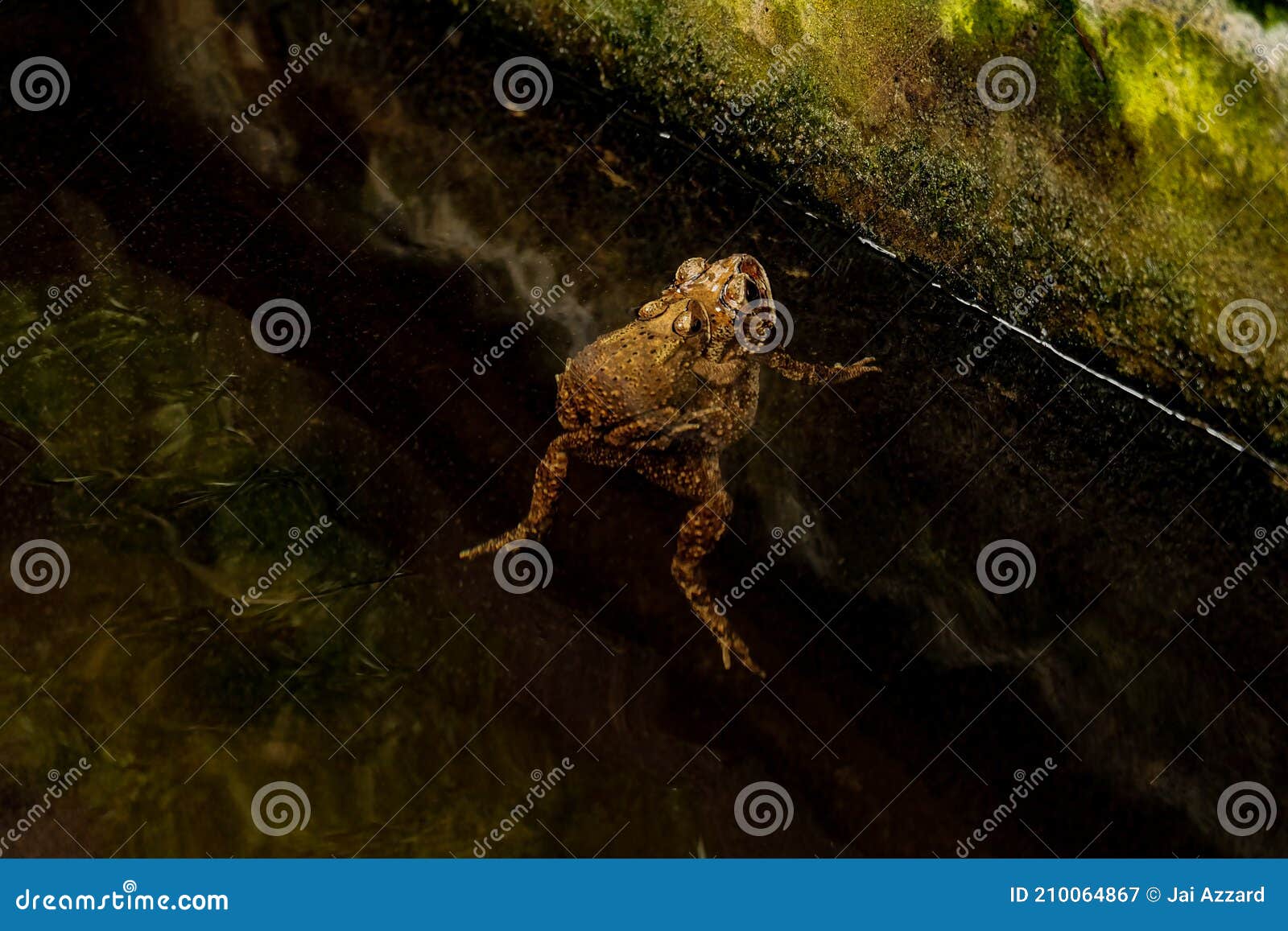 Common Toad Familiy Bufonidae in the Characteristic Amplexus Position ...