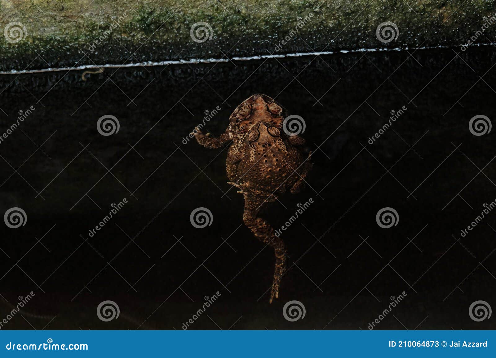 Common Toad Familiy Bufonidae in the Characteristic Amplexus Position ...