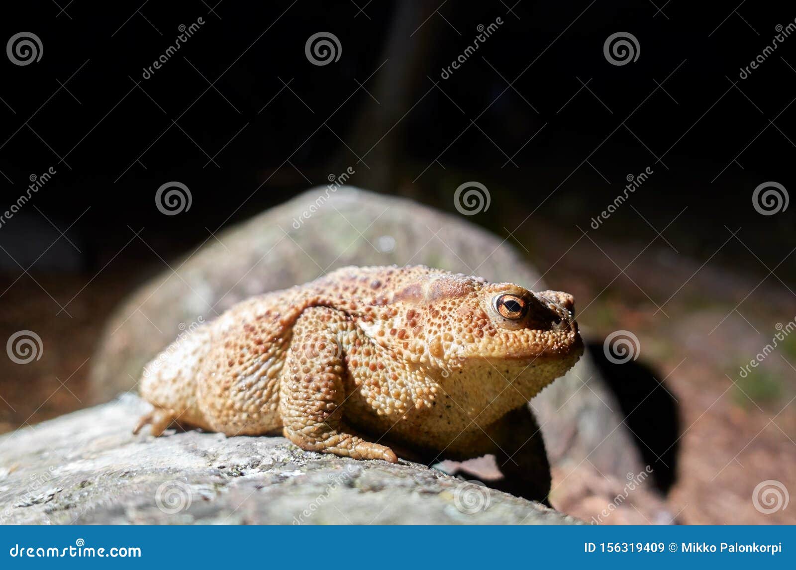 Common Toad in Flashlight Light in Forest Stock Image - Image of wild ...