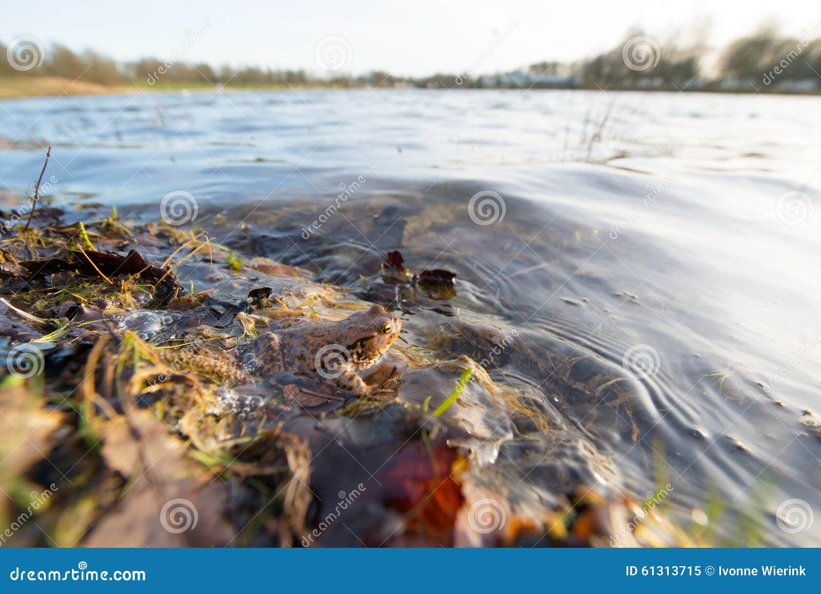 Common Toad Floating on Water Stock Image - Image of life, toads: 61313715