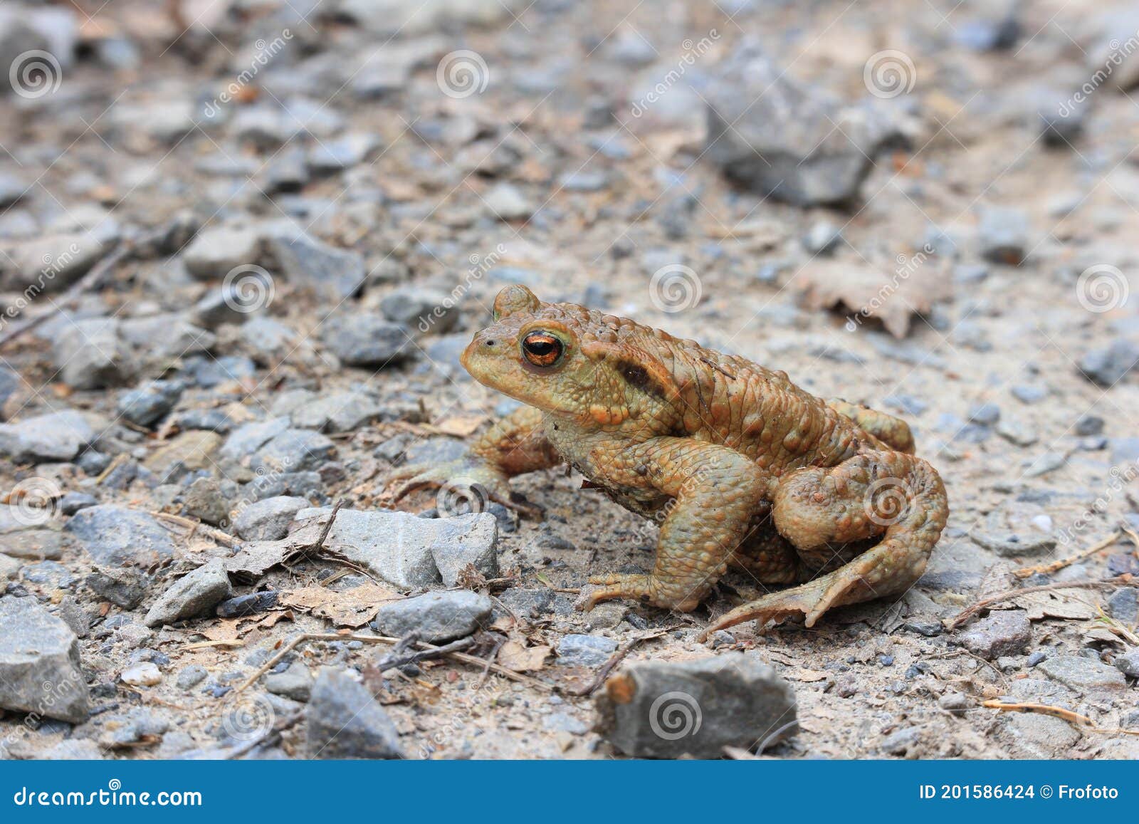A common toad stock photo. Image of nature, animal, shot - 201586424