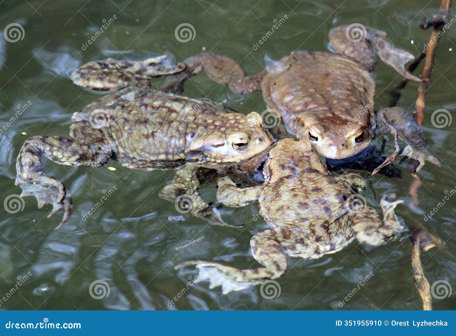 Toy Toad Or Frog. Realistic Plastic Toy Of A Toad With Its Tongue Out ...