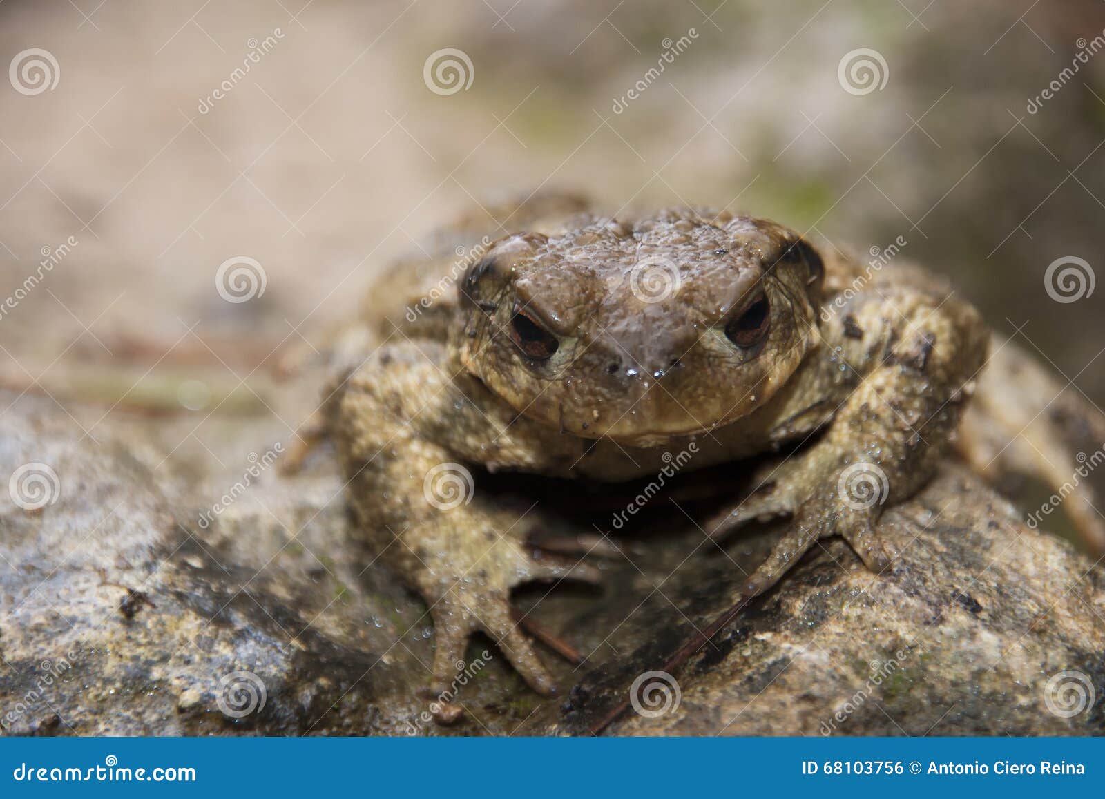 Common toad stock photo. Image of animal, zoology, amphibians - 68103756