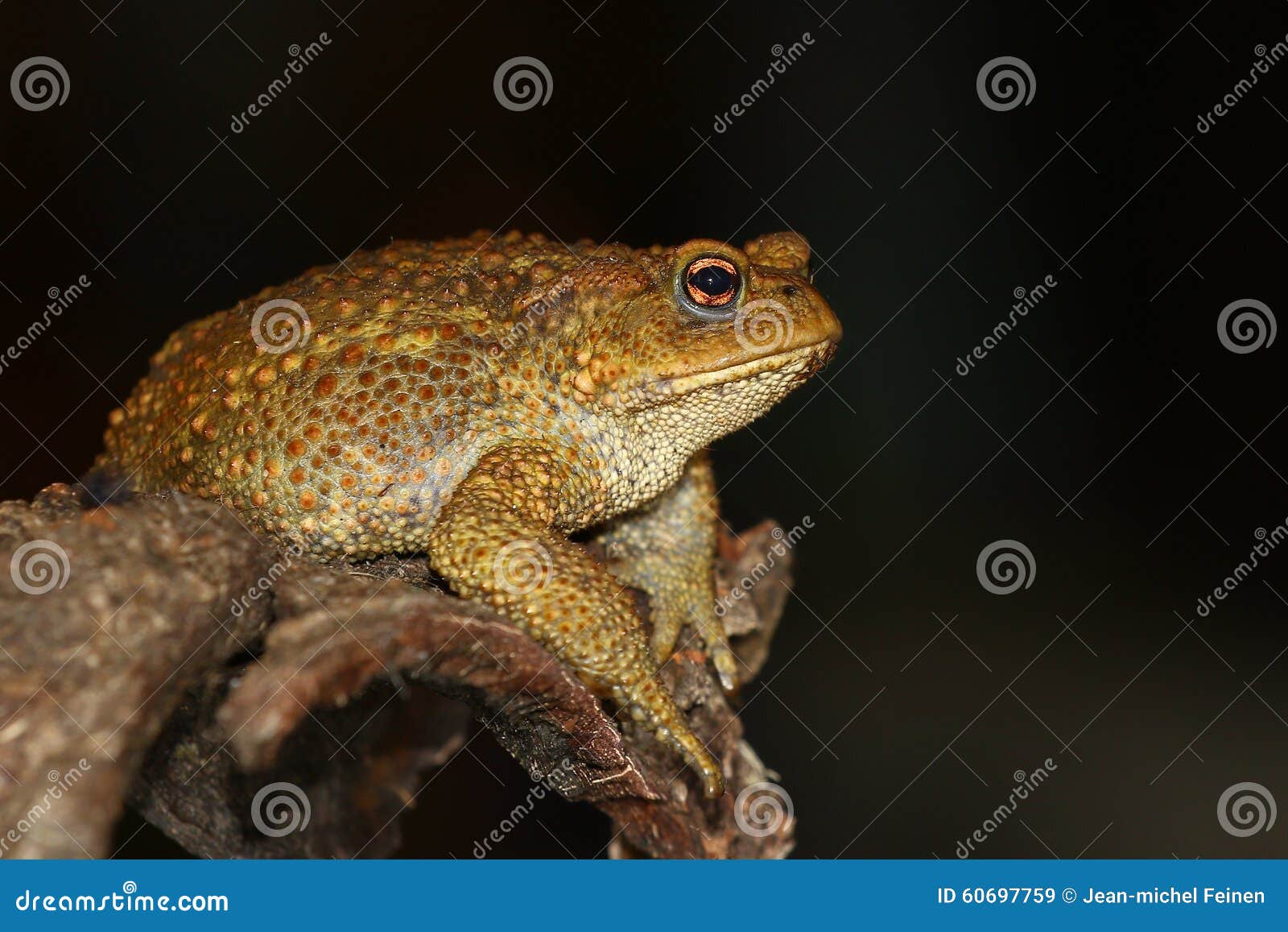 Common toad stock image. Image of macro, wood, background - 60697759