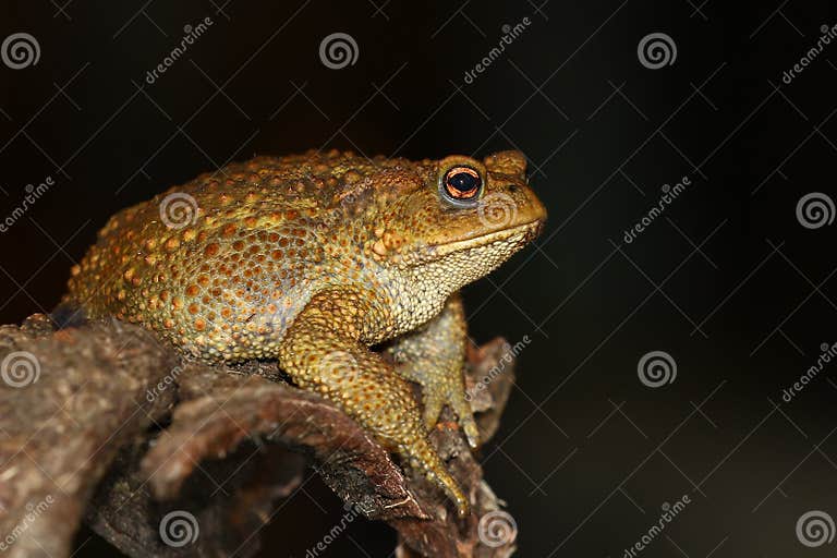 Common toad stock image. Image of macro, wood, background - 60697759