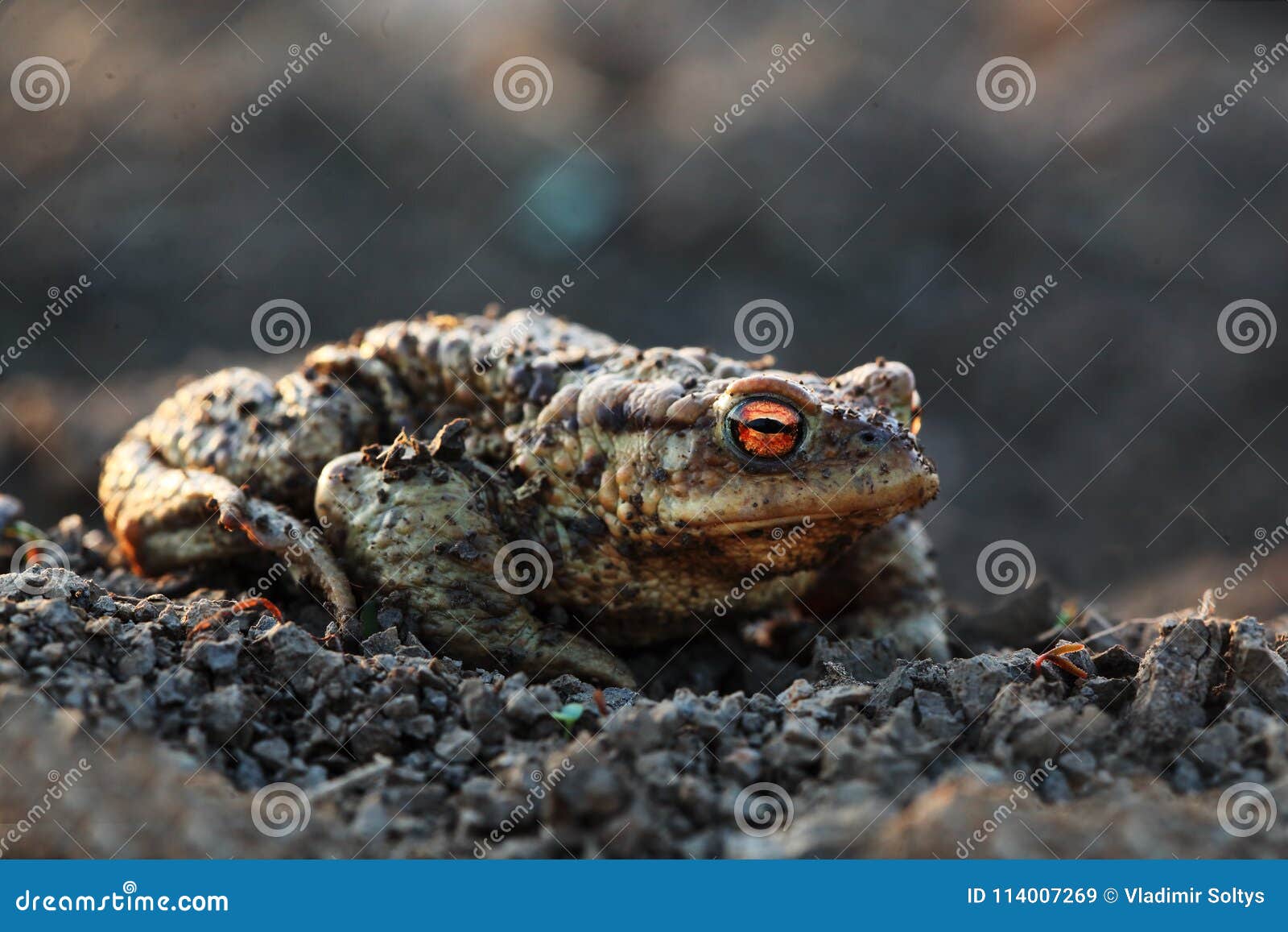 Common toad with gold eyes stock image. Image of gold - 114007269