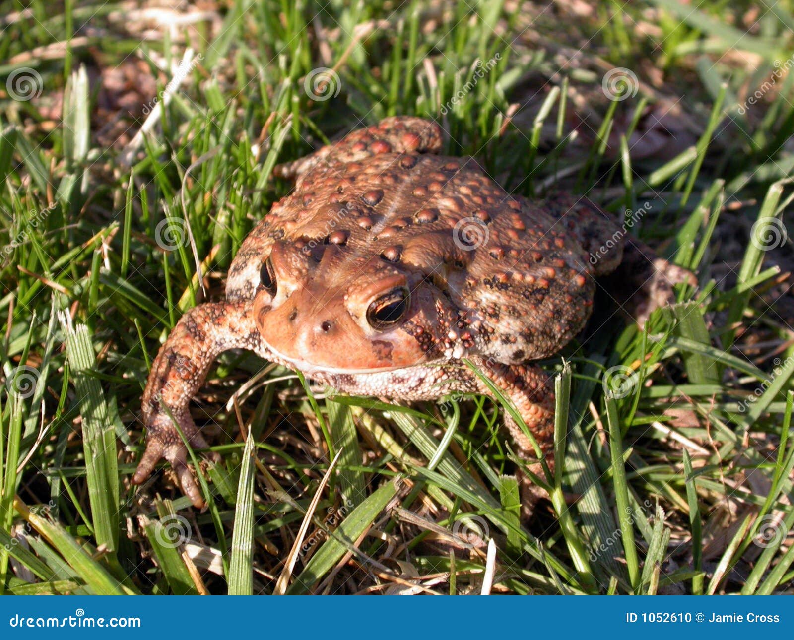 A common toad in the grass stock photo. Image of common - 1052610