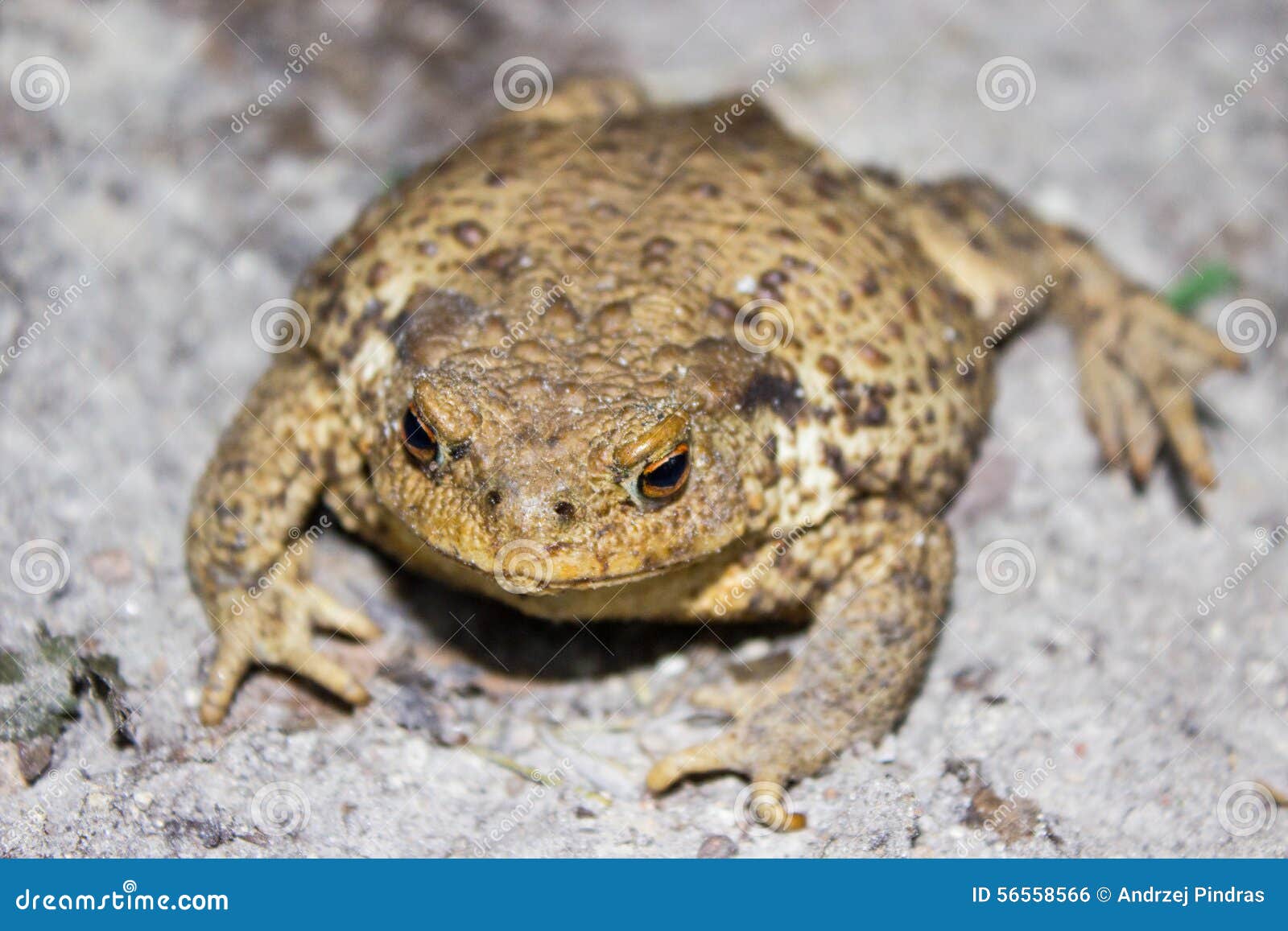 Common toad on the ground stock photo. Image of life - 56558566