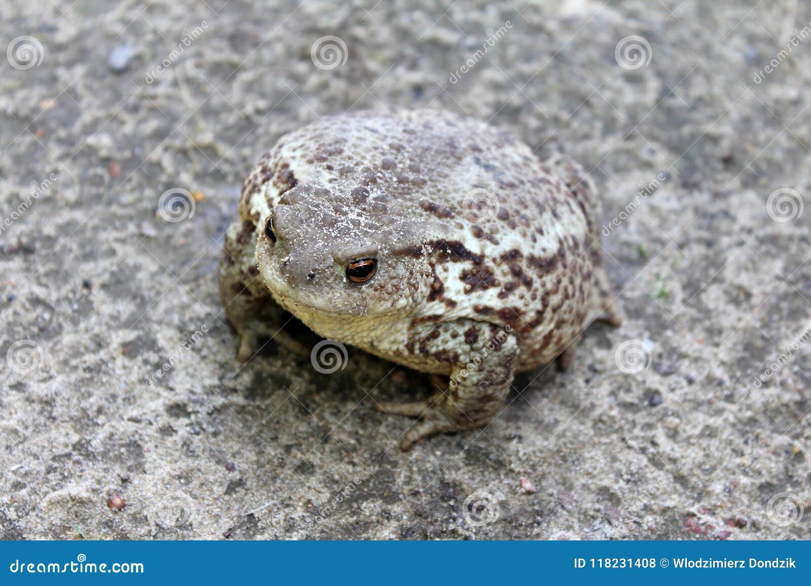Common Toad in Ground Color, Camouflage among Animals. Stock Photo ...