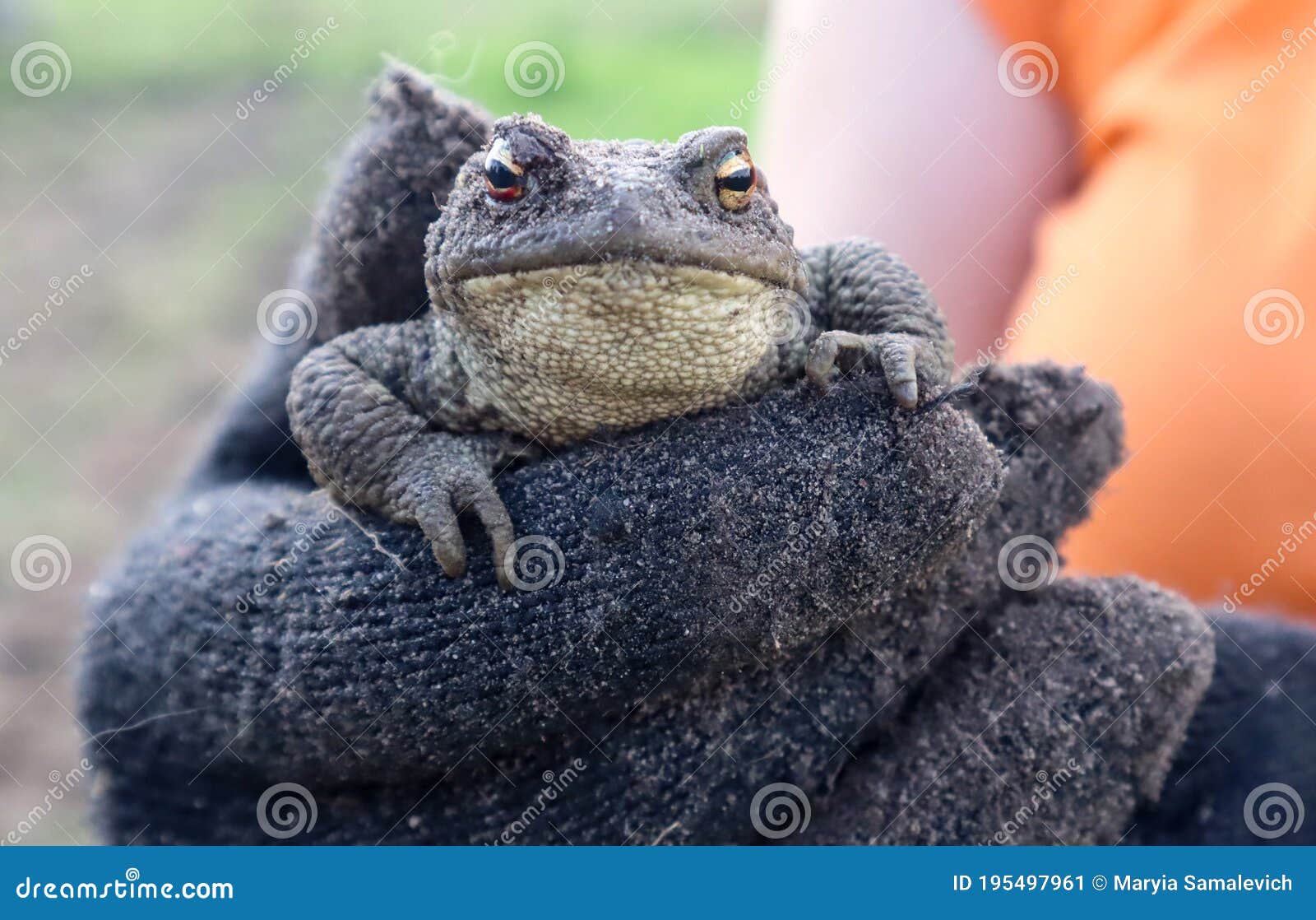 Common Toad in the Hand of a Man in a Black Work Glove, Close - Up ...