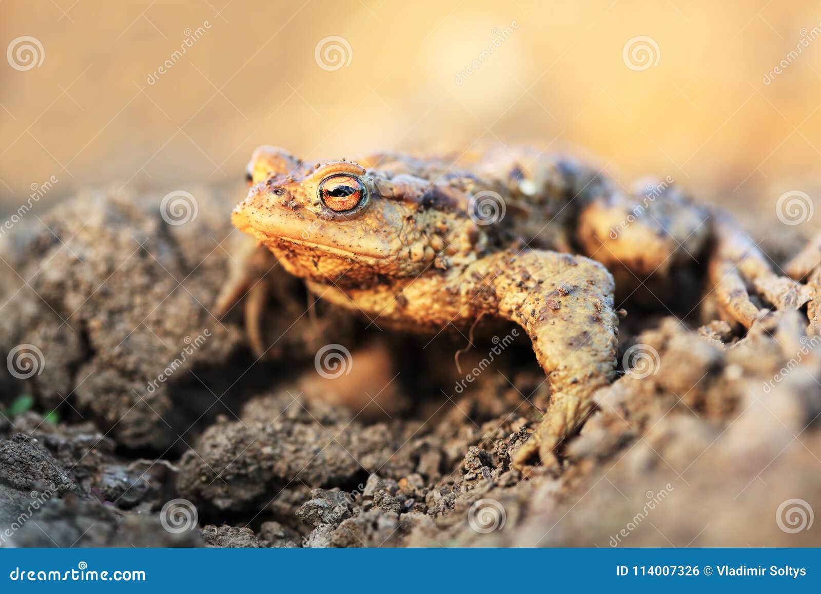 Common toad with gold eyes stock photo. Image of alone - 114007326