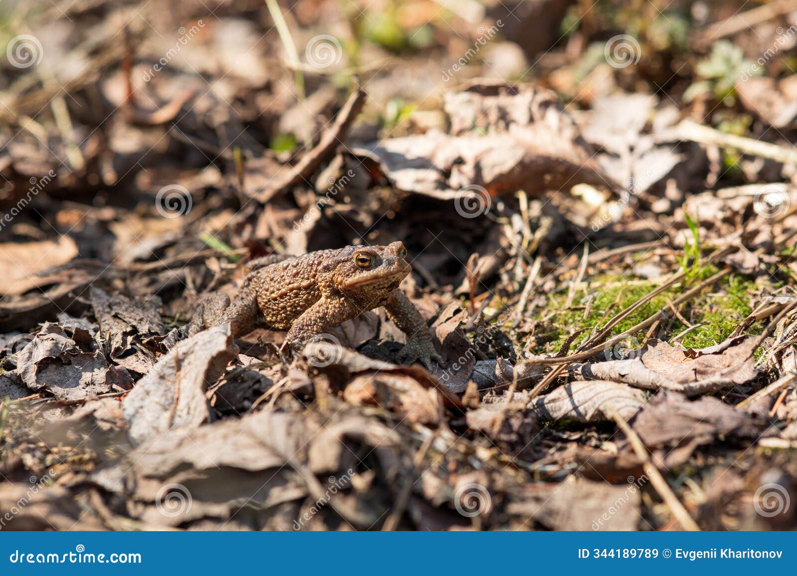 Common Toad after Hibernation among Dry Foliage Stock Image - Image of ...