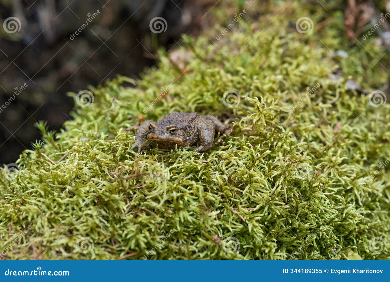 Common Toad after Hibernation among the Moss Stock Image - Image of ...