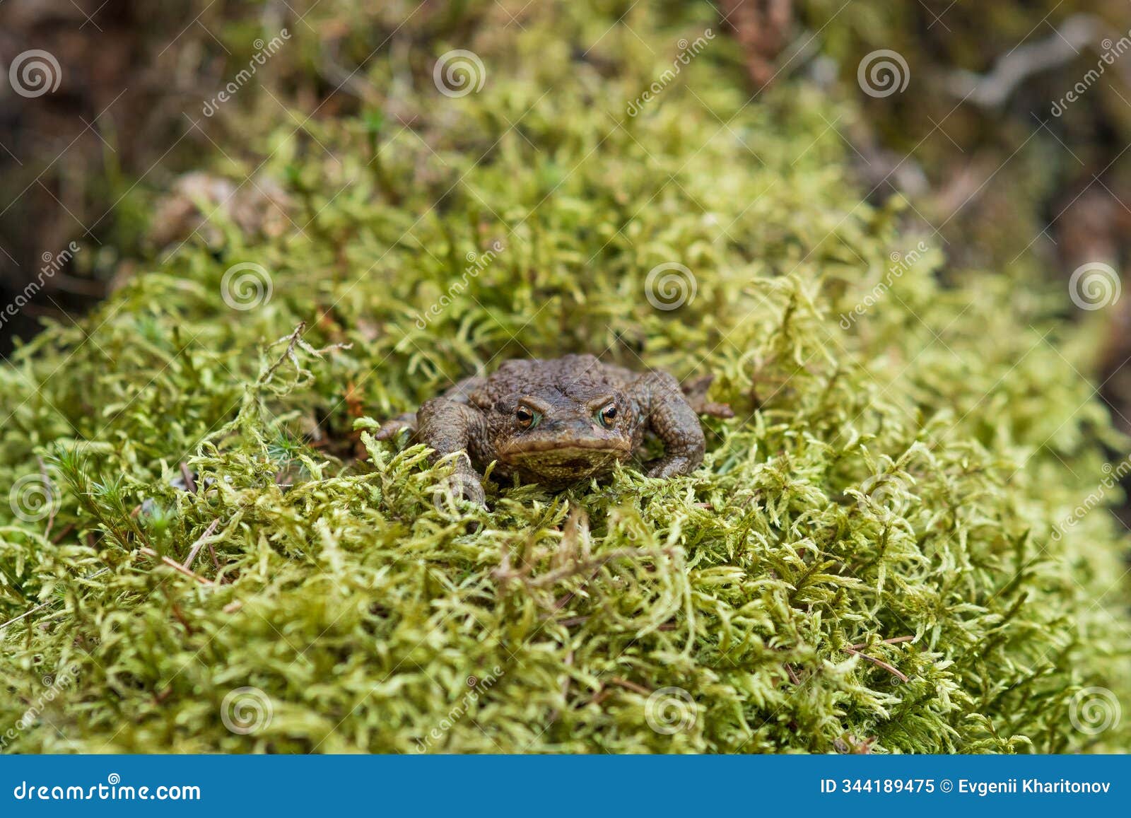 Common Toad after Hibernation among the Moss Stock Image - Image of ...