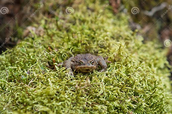 Common Toad after Hibernation among the Moss Stock Image - Image of ...