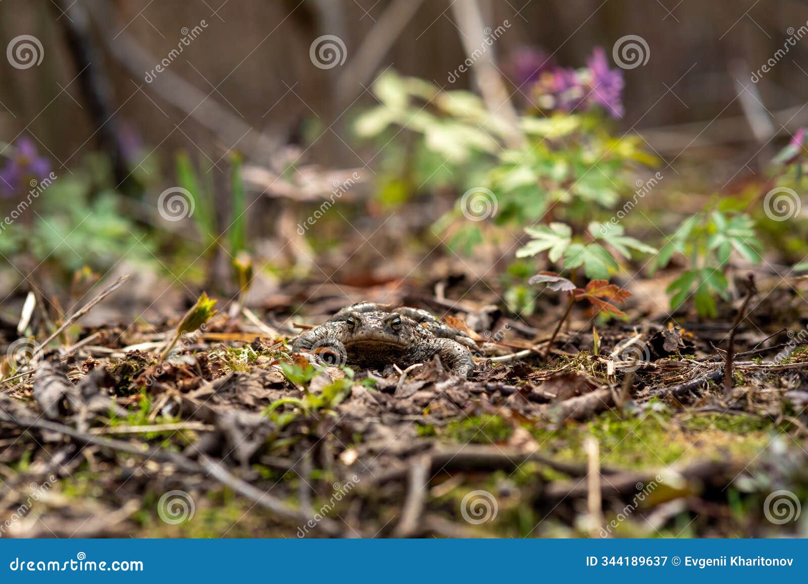 Common Toad Hides among Dry Foliage and Spring Vegetation Stock Image ...
