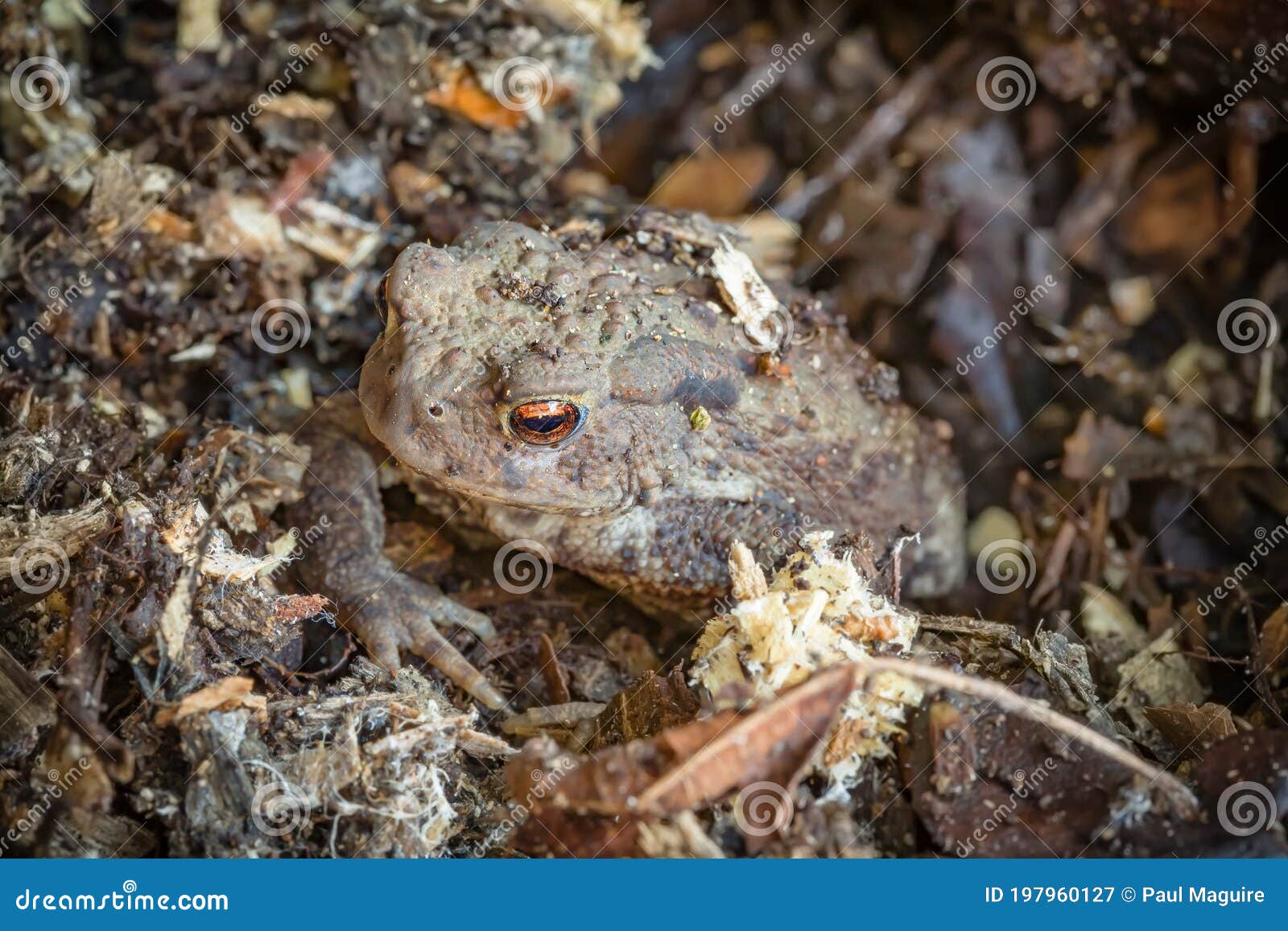 Common Toad Hiding in a Garden in UK Stock Image - Image of england ...