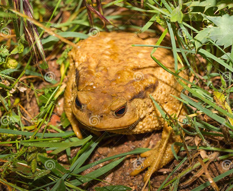 Common Toad Hiding in the Grass Stock Image - Image of nightactive ...