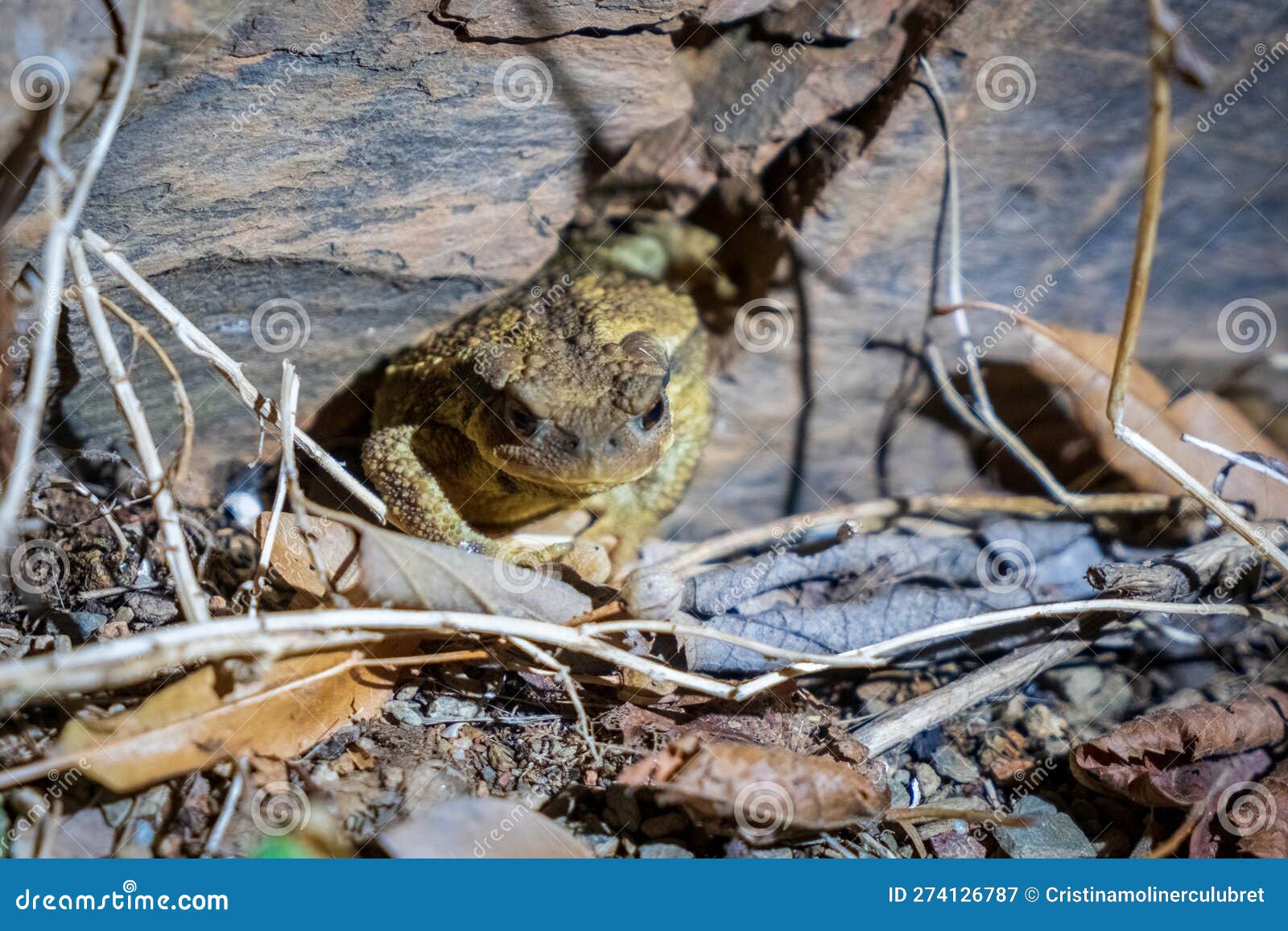Common Toad into His Lair at Night. Stock Image - Image of frogs, toads ...