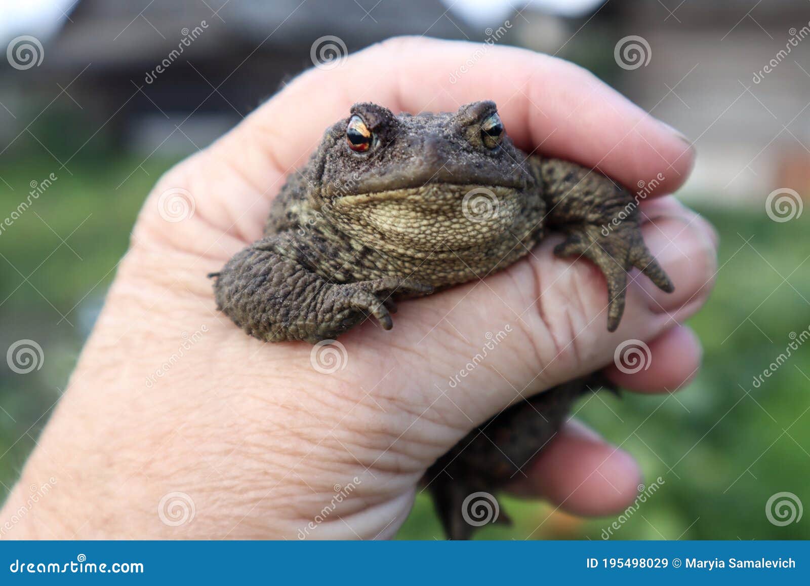 Common Toad in the Human Hand, Close - Up-concept of Environmental ...