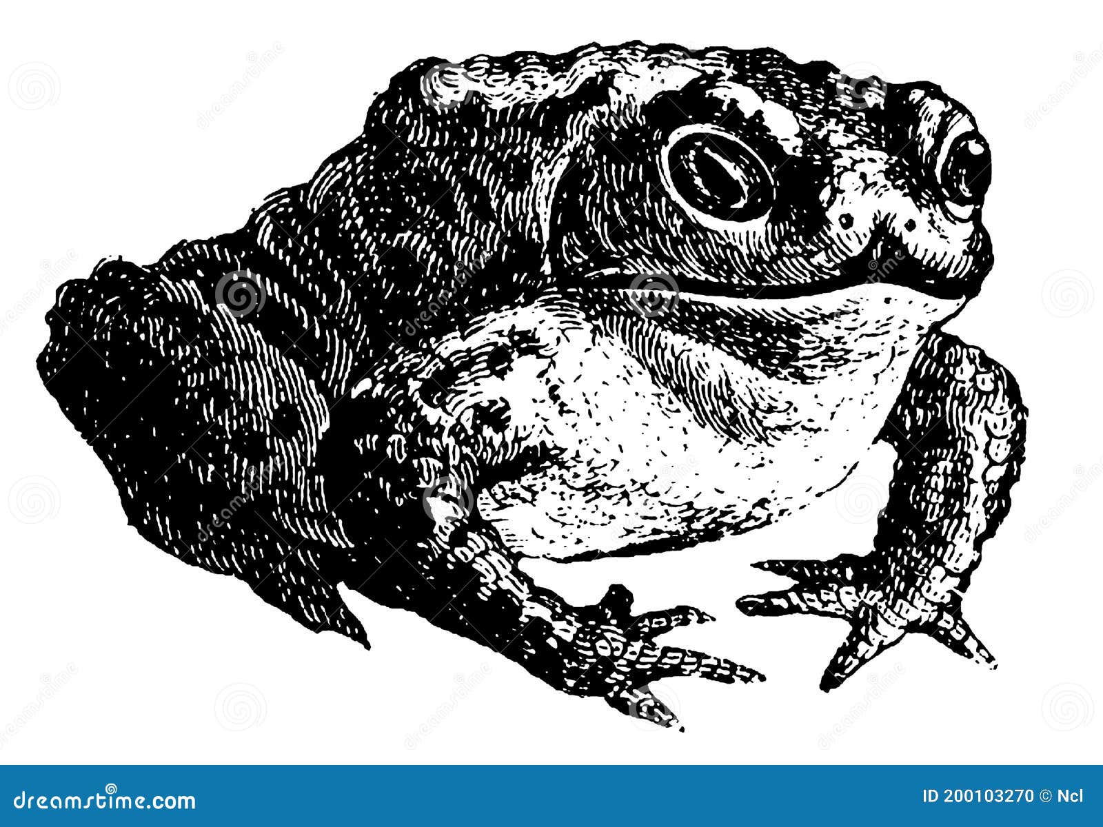 Common Toad I Antique Animal Illustrations Stock Illustration ...