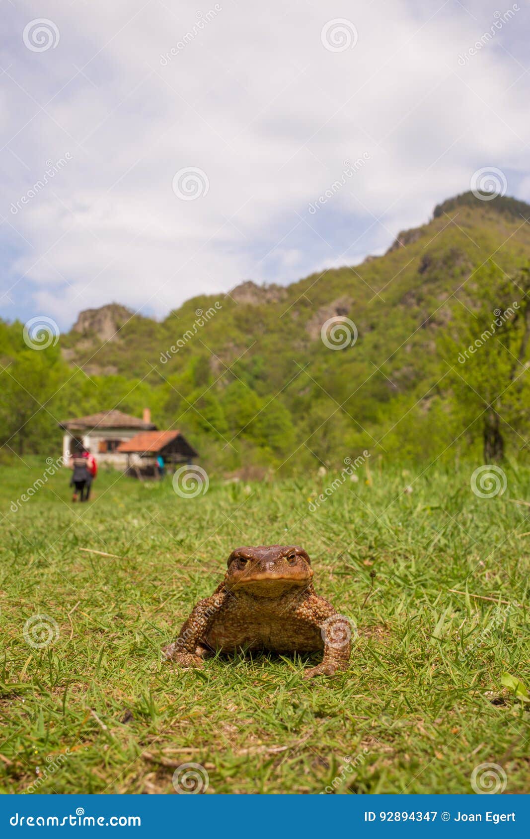 Common Toad with landscape stock image. Image of amphibian - 92894347