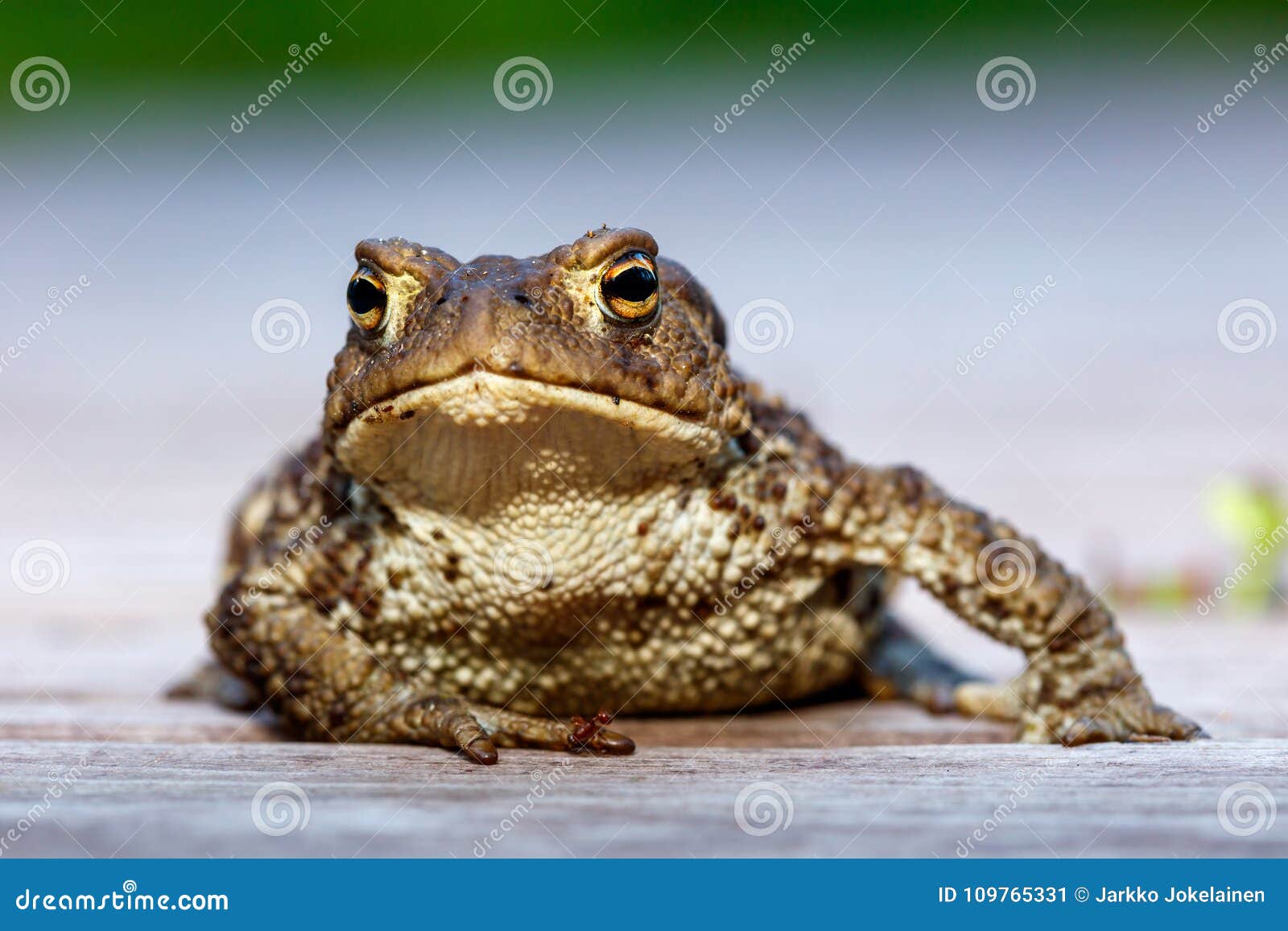 Common Toad Looking Annoyed Stock Image - Image of common, finger ...