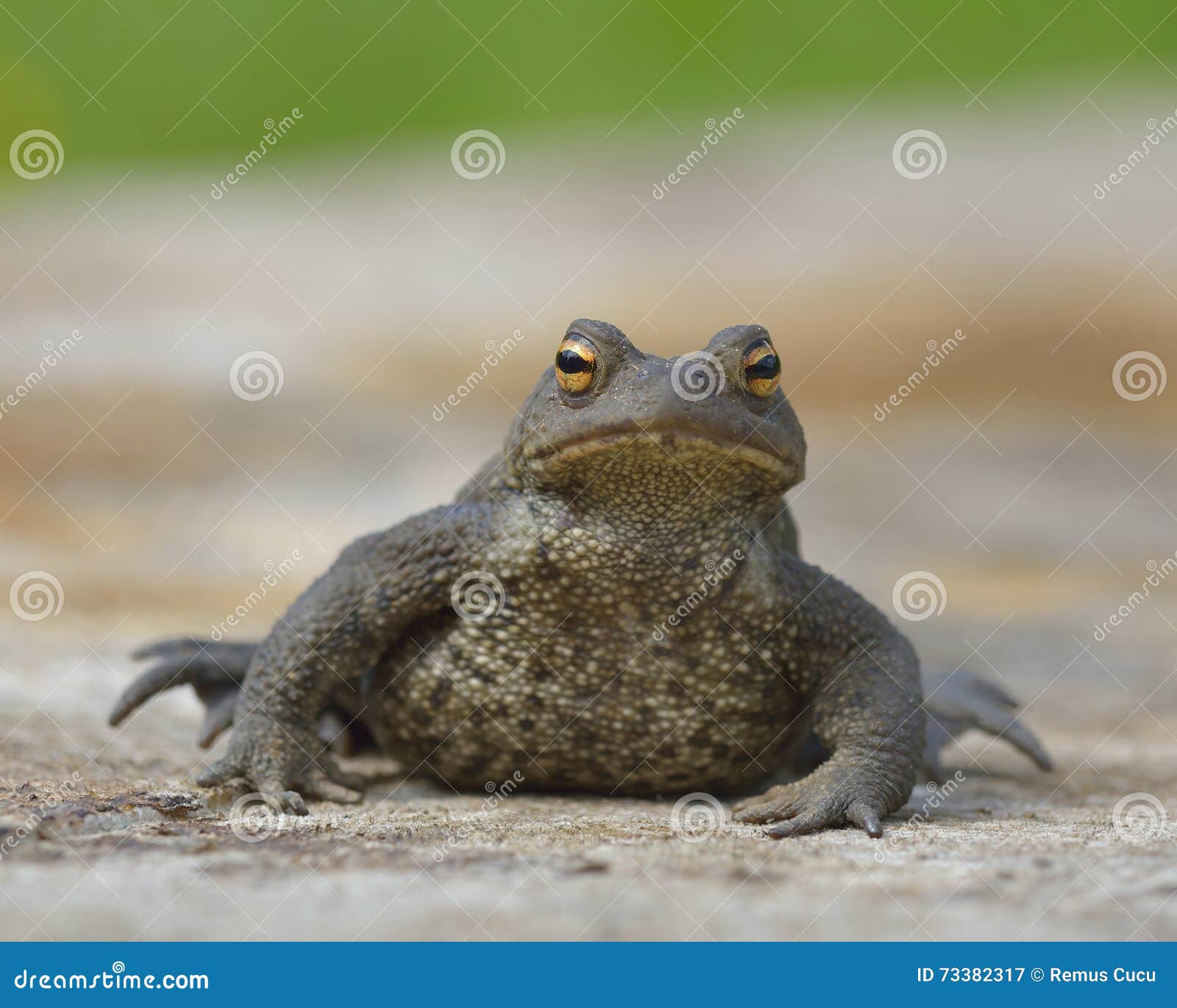 Common Toad stock image. Image of carnivore, camouflage - 73382317