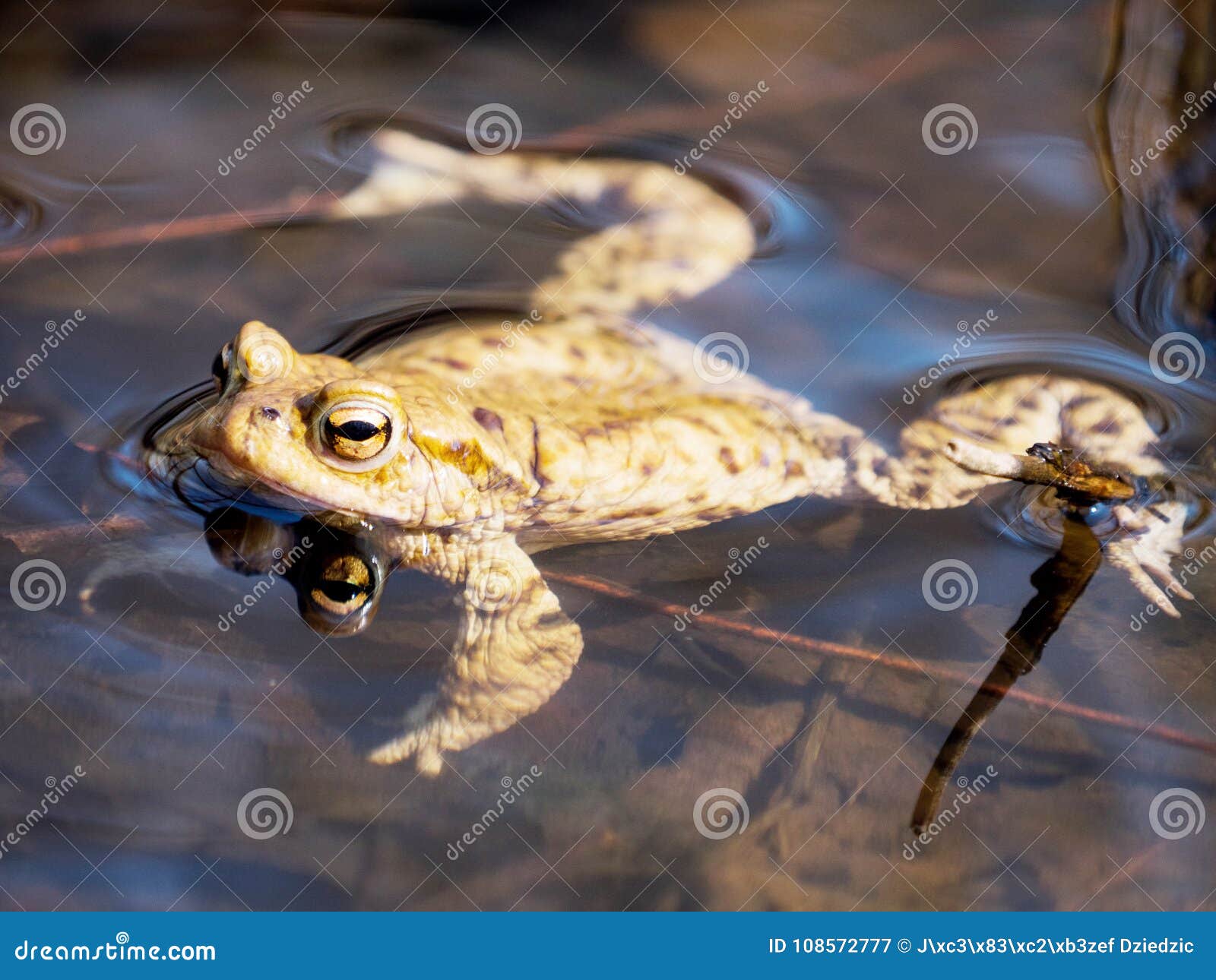 Common Toad during Mating Forest Pond Stock Image - Image of amphibians ...
