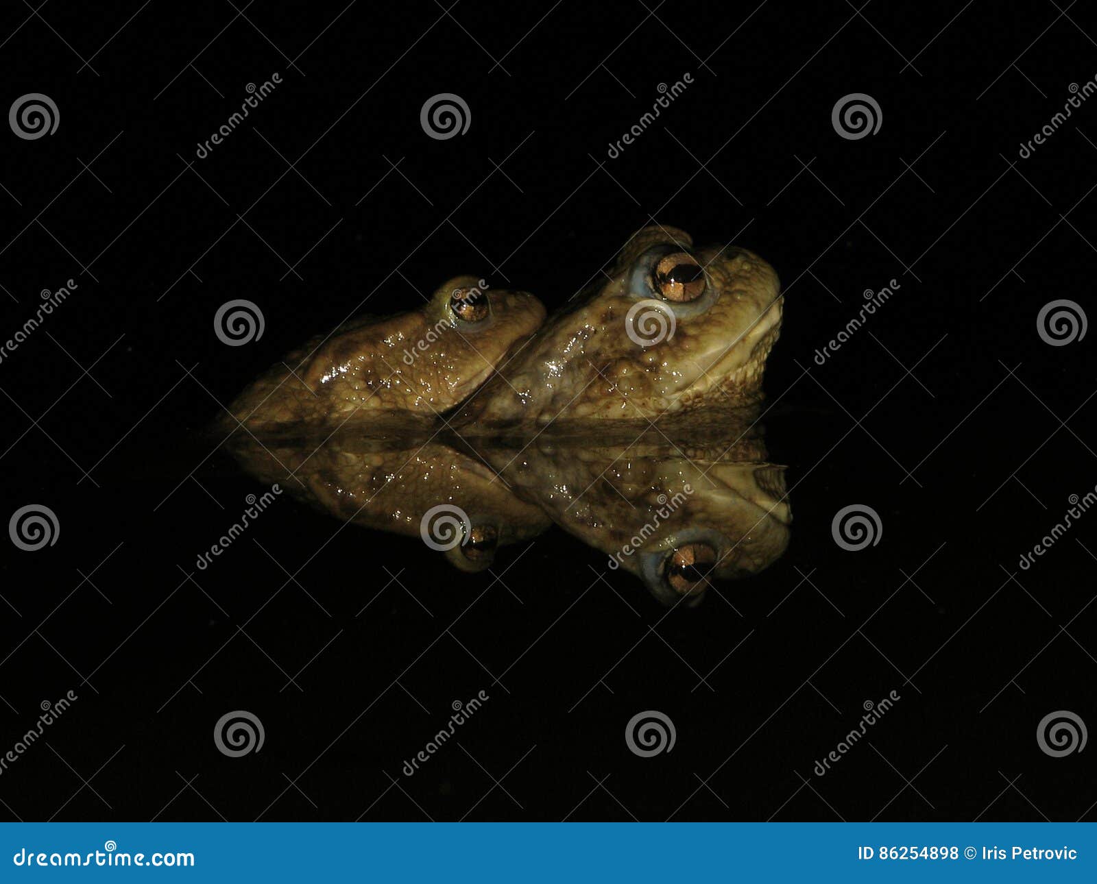 Common toad mating stock photo. Image of early, toad - 86254898