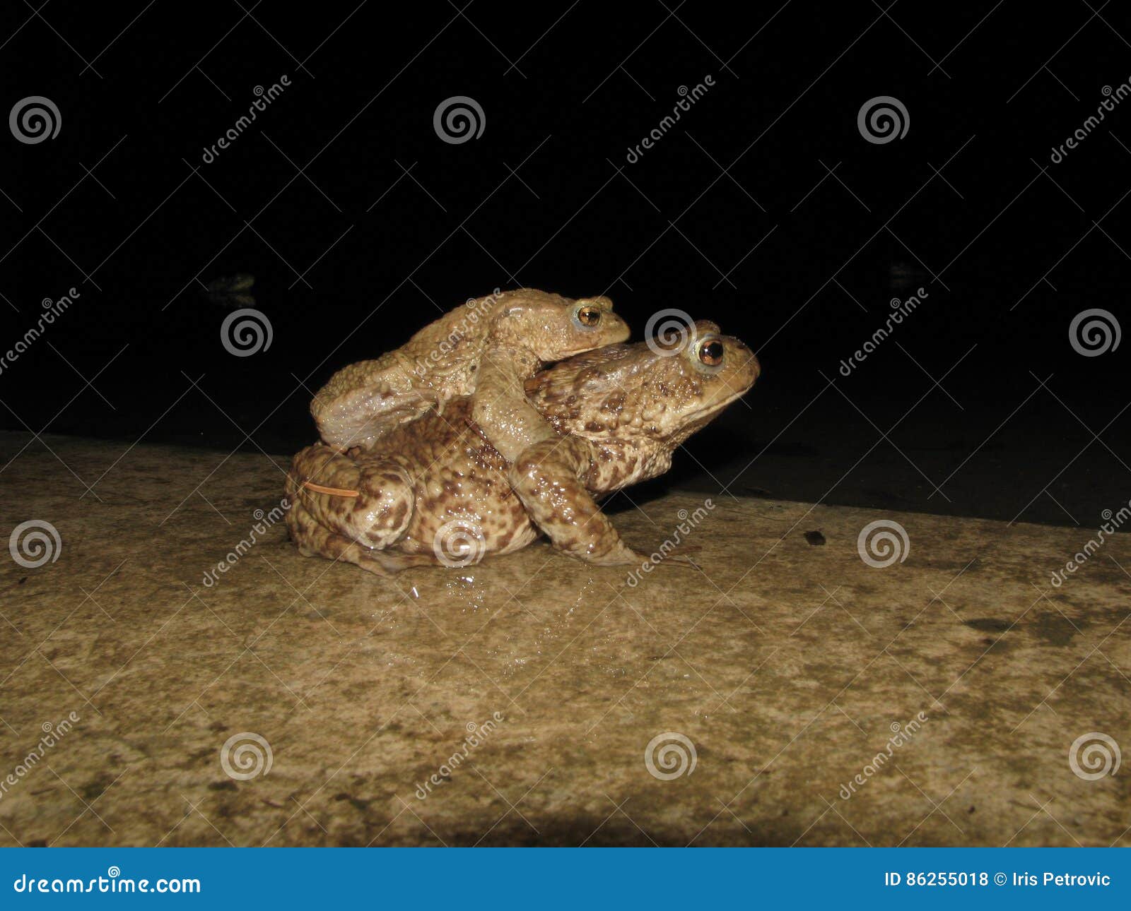 Common toad mating stock photo. Image of amplexus, toad - 86255018
