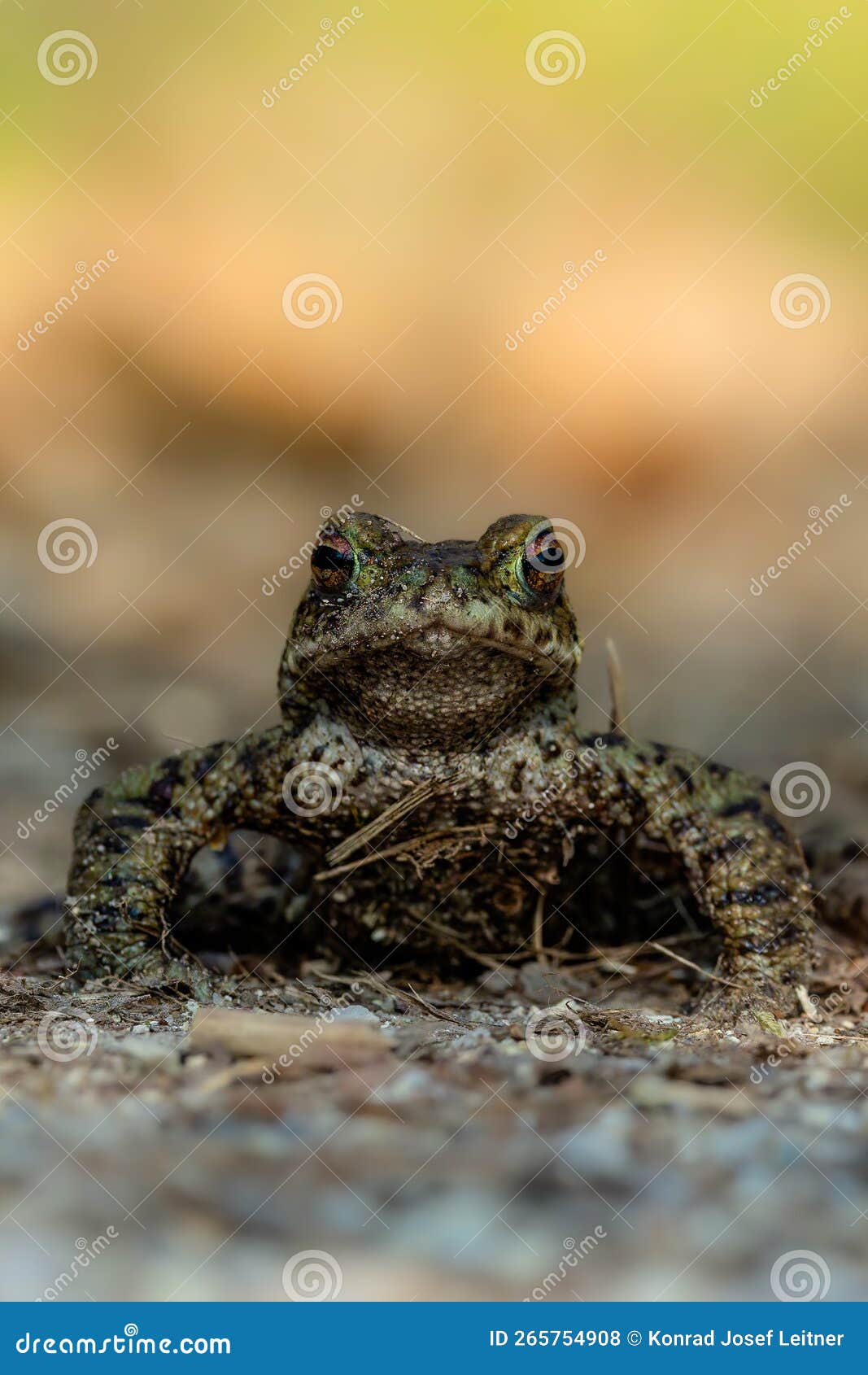 Common Toad during Toad Migration at a Sunny Day in Spring. Stock Photo ...