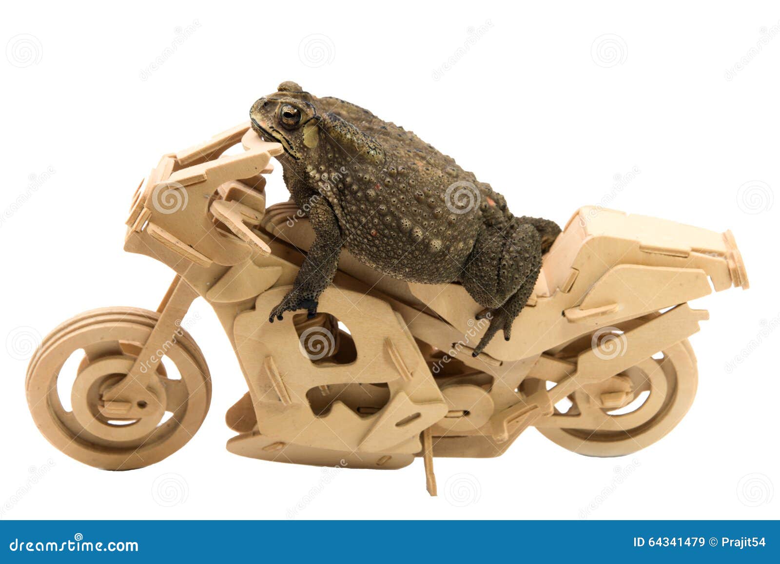 Common Toad on Motorcycle Model Stock Image - Image of models, view ...