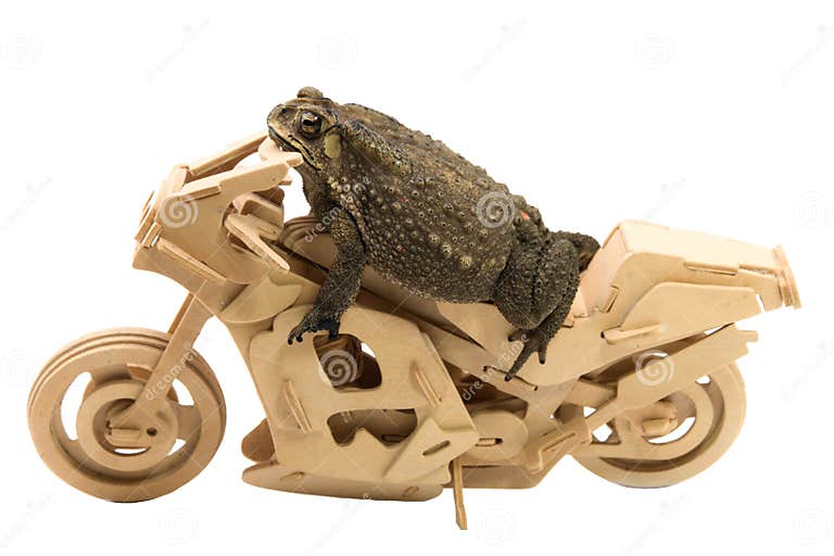 Common Toad on Motorcycle Model Stock Image - Image of models, view ...