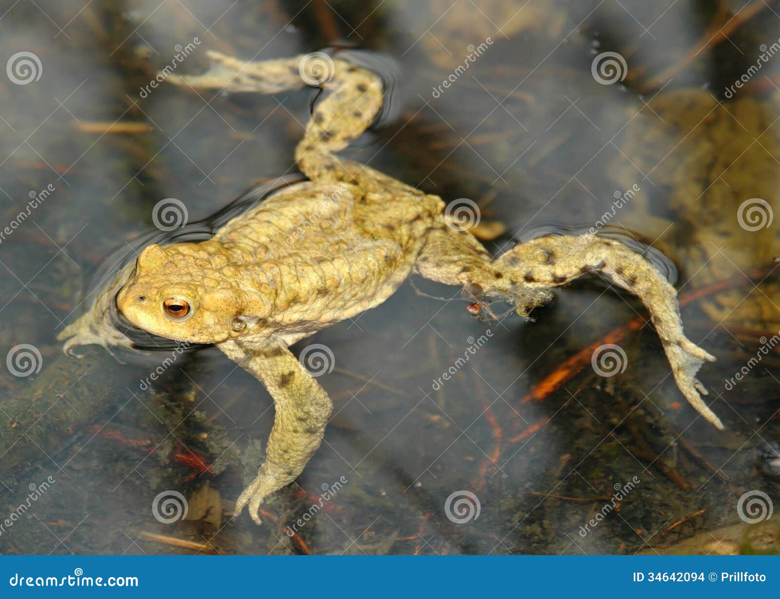 Common toad stock photo. Image of closeup, season, floating - 34642094