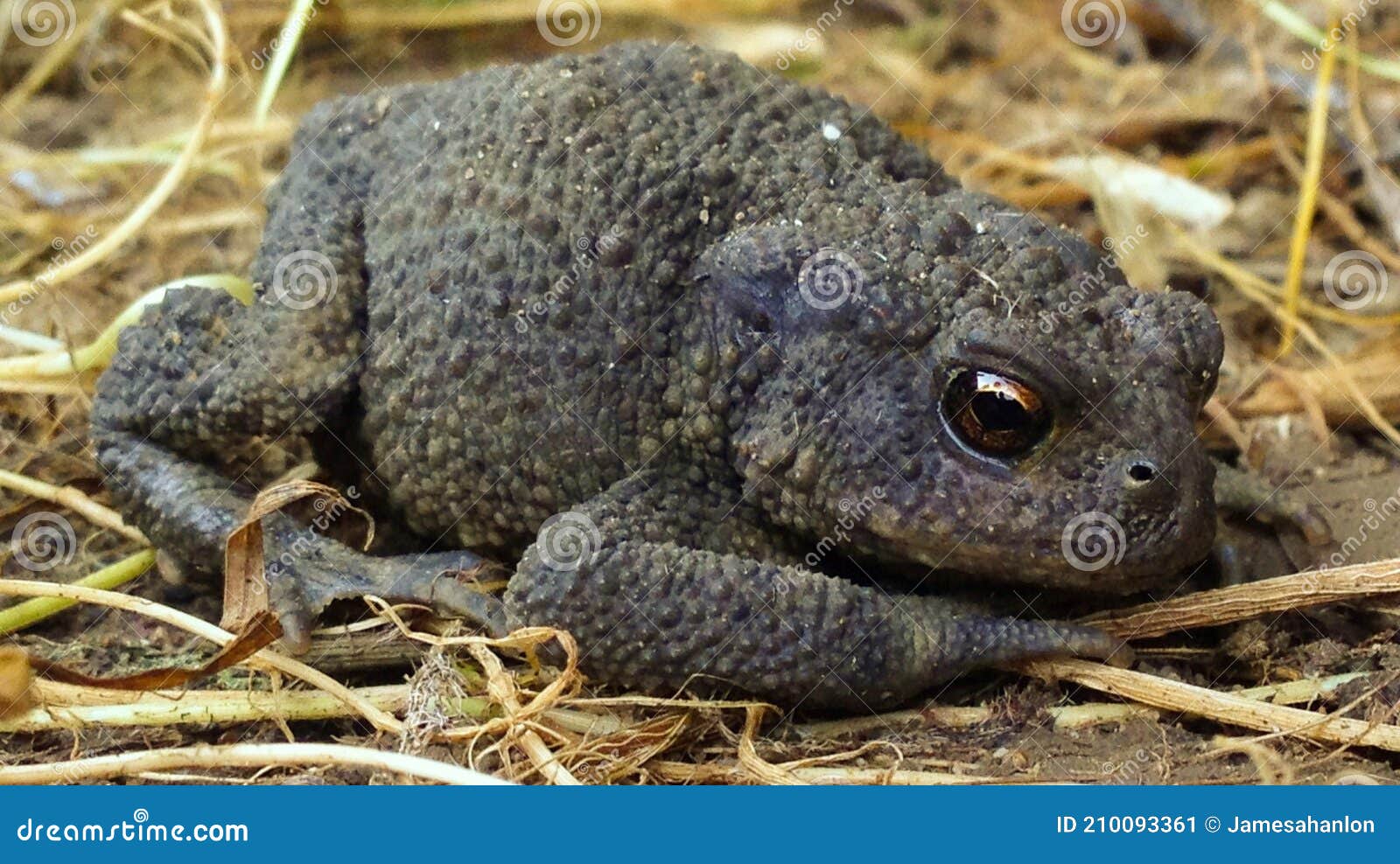 Common toad Bufo bufo stock image. Image of adult, warty - 210093361