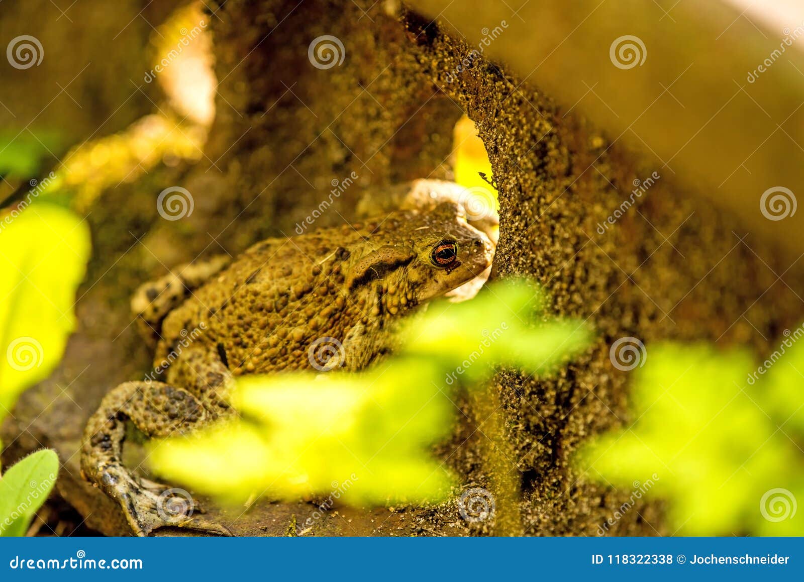 Common toad in Poland stock photo. Image of animals - 118322338