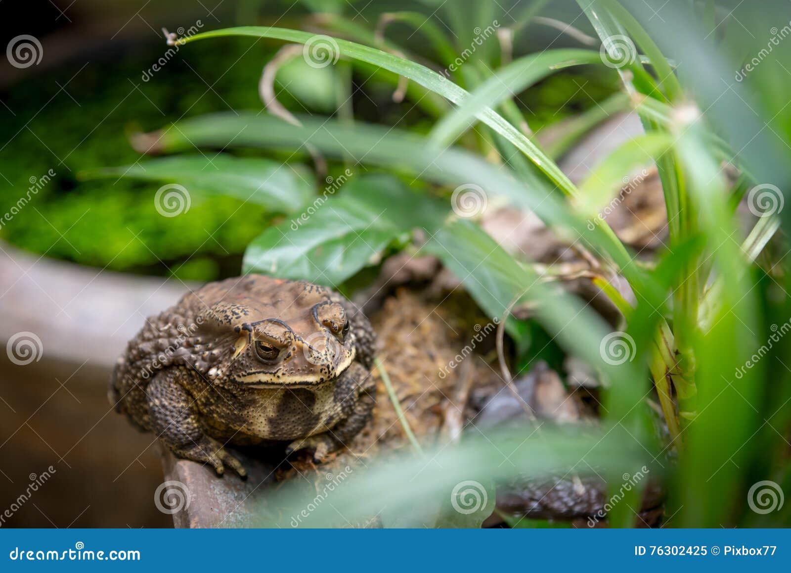 Common Toad at pond stock image. Image of camouflage - 76302425