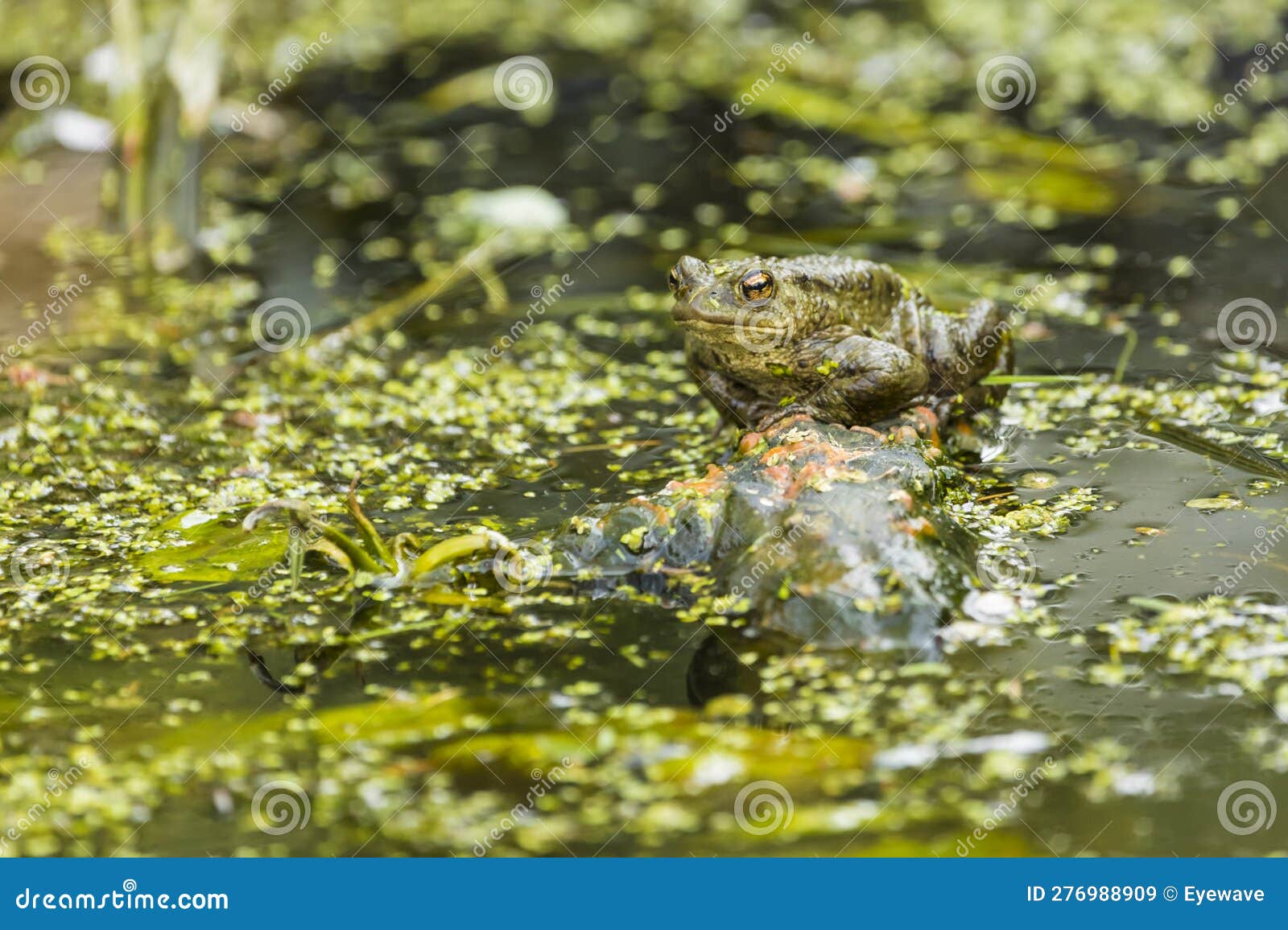 Common toad in a pond stock image. Image of vertebrate - 276988909