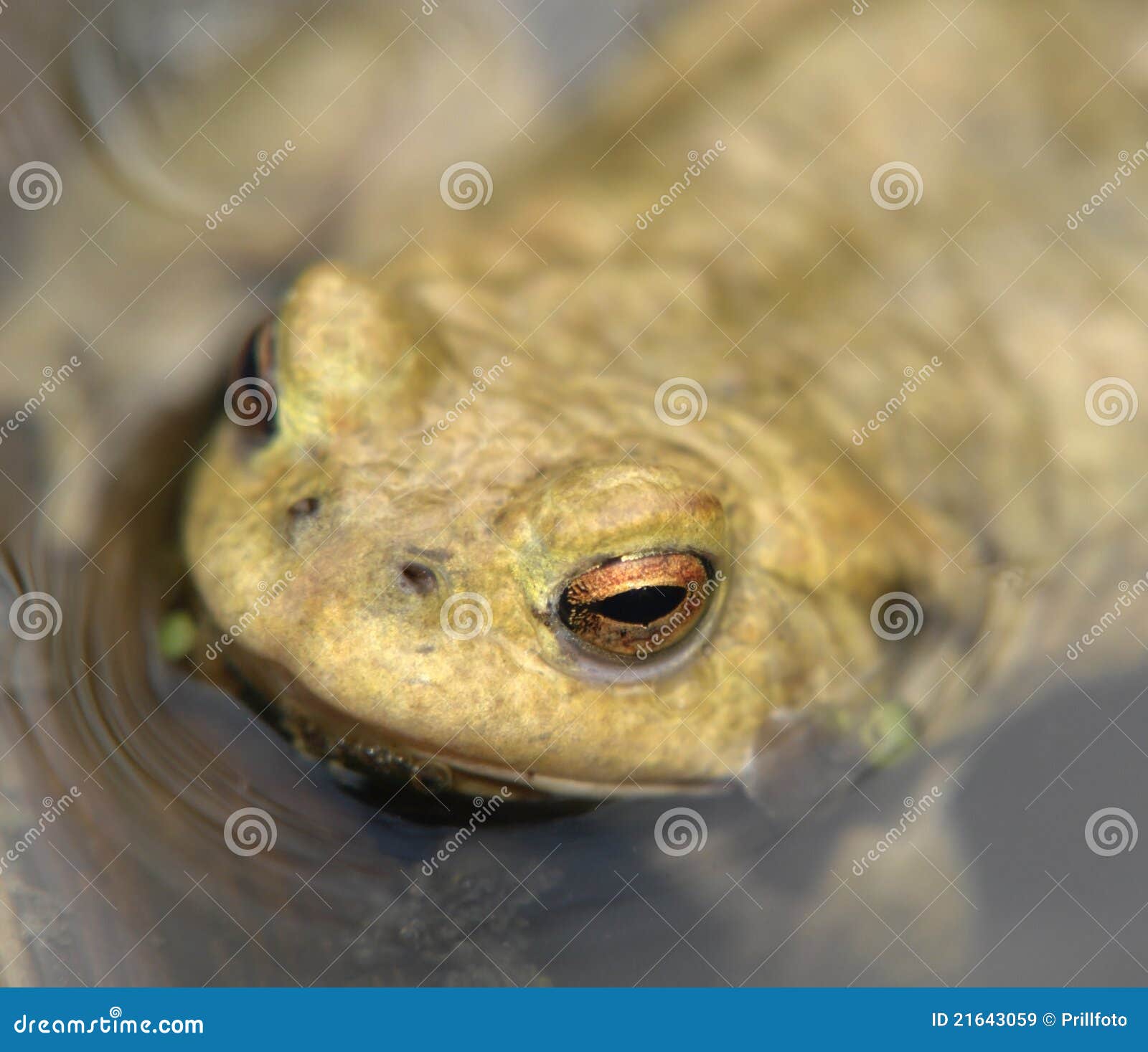 Common toad portrait stock image. Image of close, portrait - 21643059