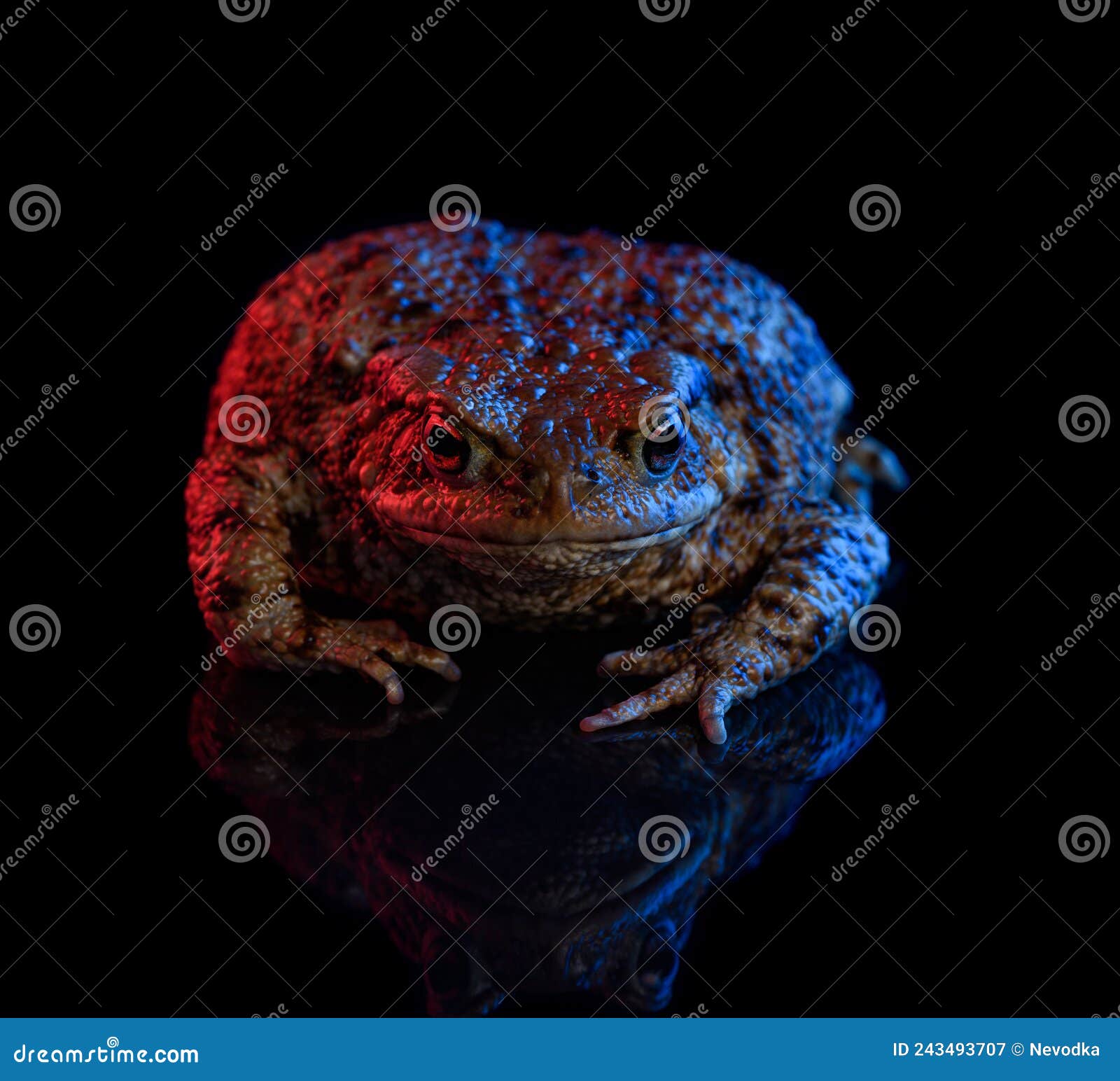 Common Toad Portrait in Red and Blue Neon Light Isolated on Black Stock ...