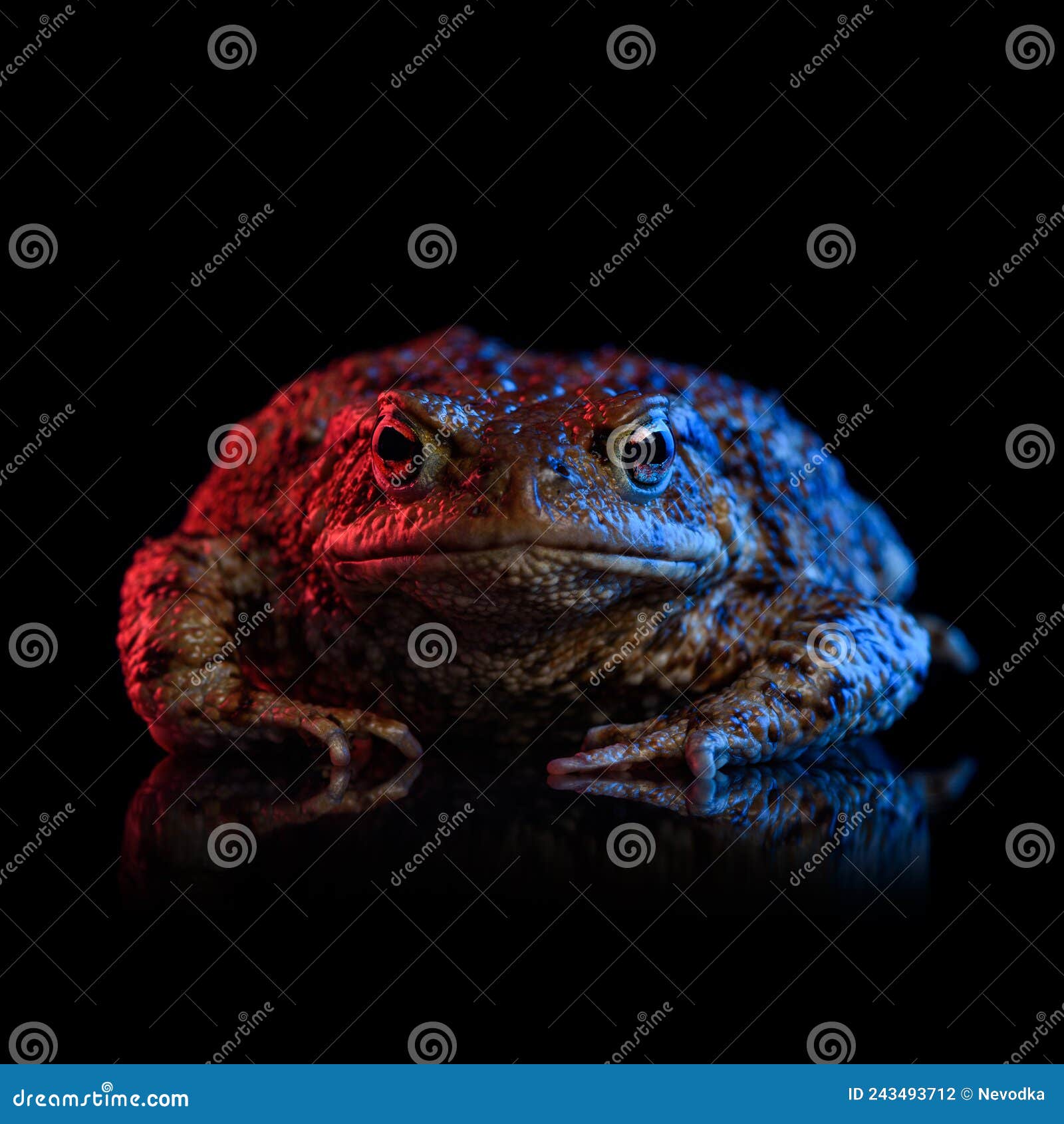 Common Toad Portrait in Red and Blue Neon Light Isolated on Black Stock ...