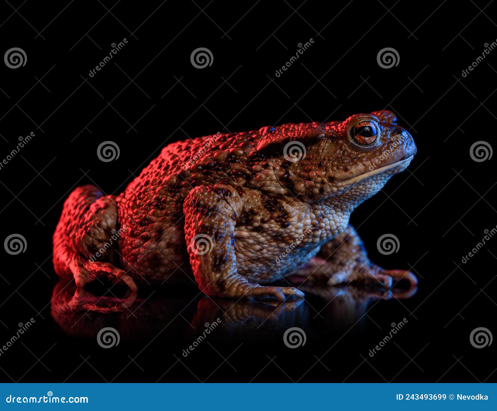Common Toad Portrait in Red and Blue Neon Light Isolated on Black ...